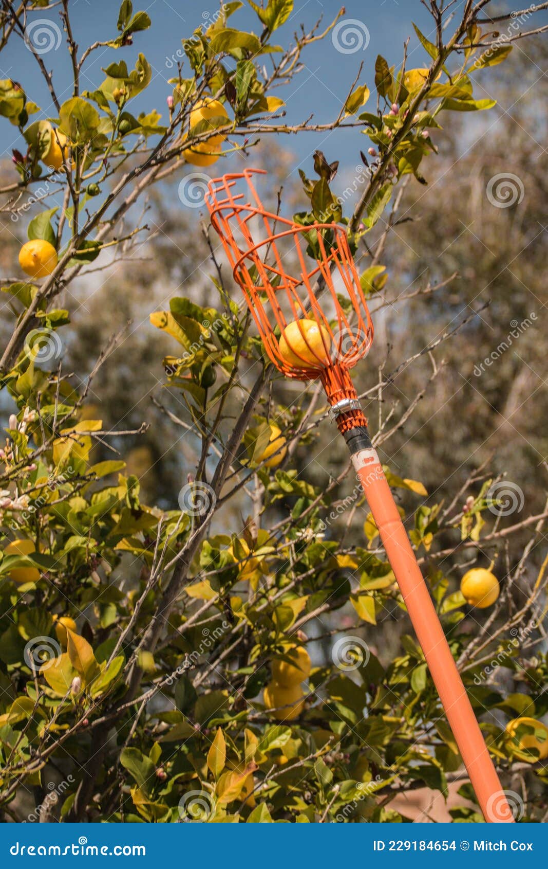 Lemon Picker stock photo. Image of produce, tool, yellow - 229184654