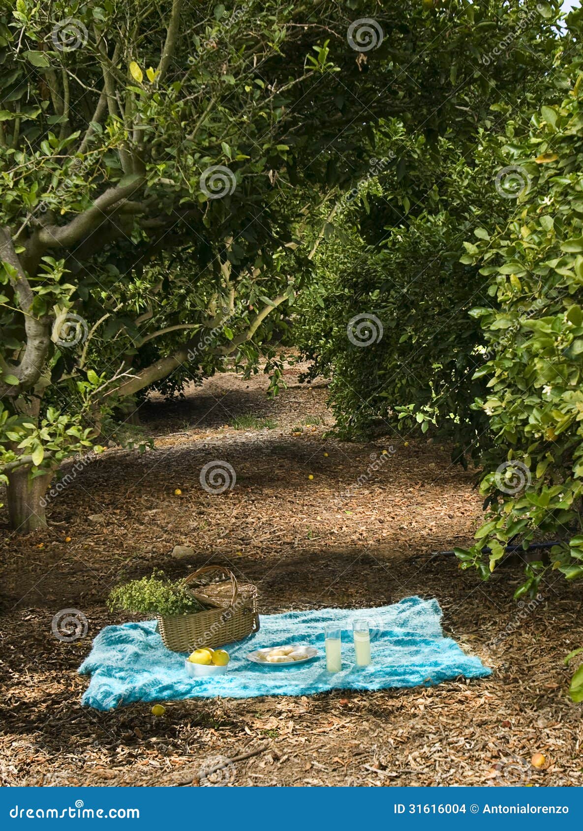 Lemon Picnic stock photo. Image of afternoon, natural - 31616004
