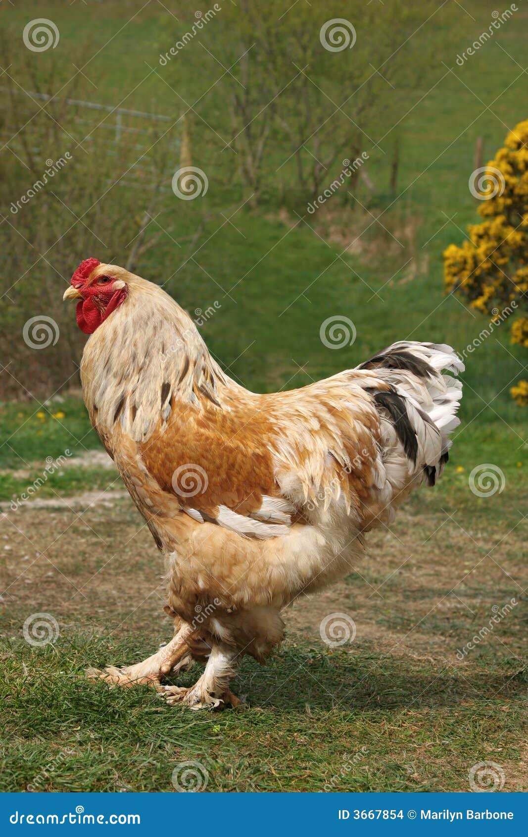 Lemon Pile Brahma Rooster stock photo. Image of plumage - 3667854