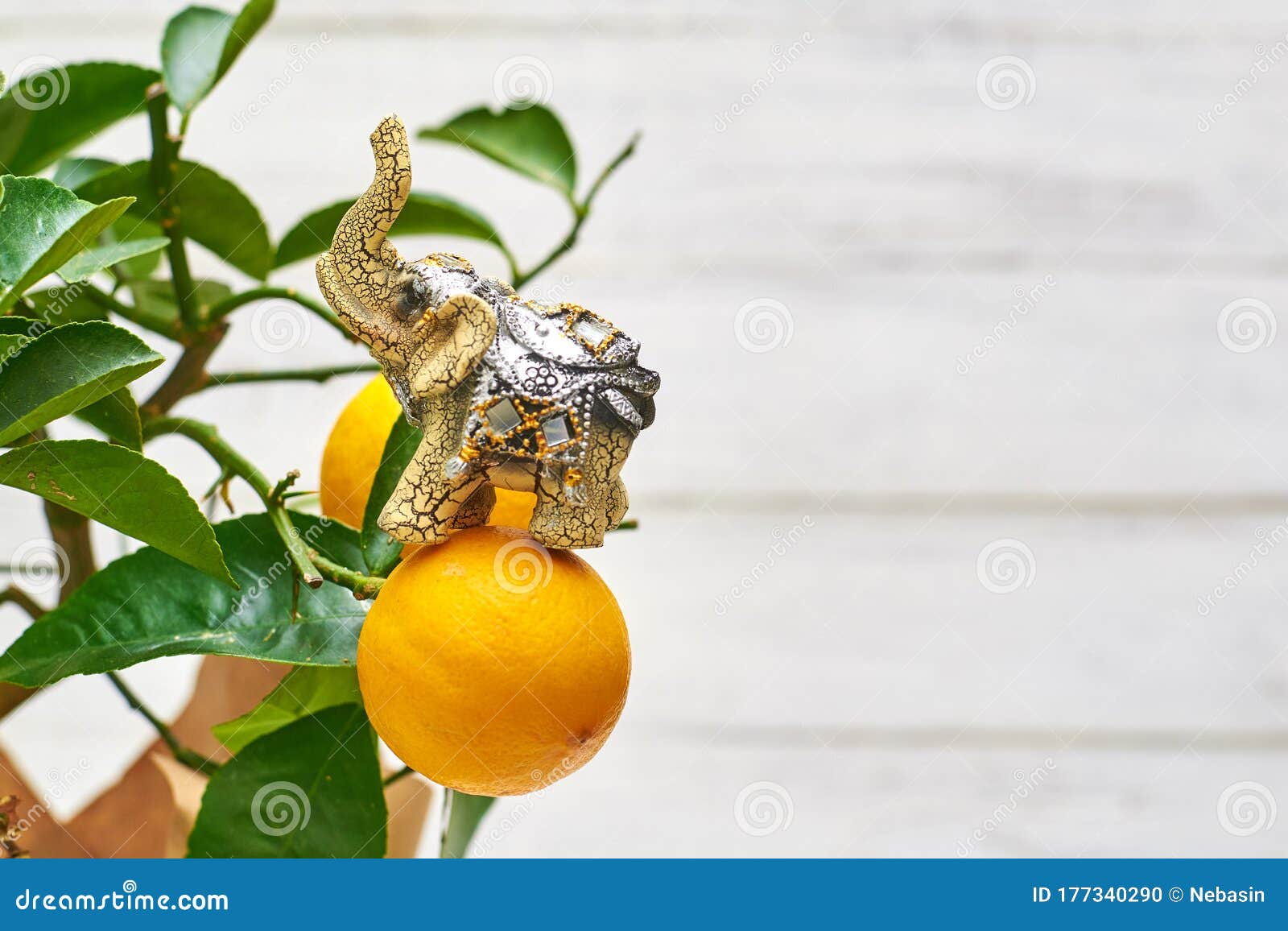 Lemon Plant with an Elephant Figurine Stock Photo - Image of food ...