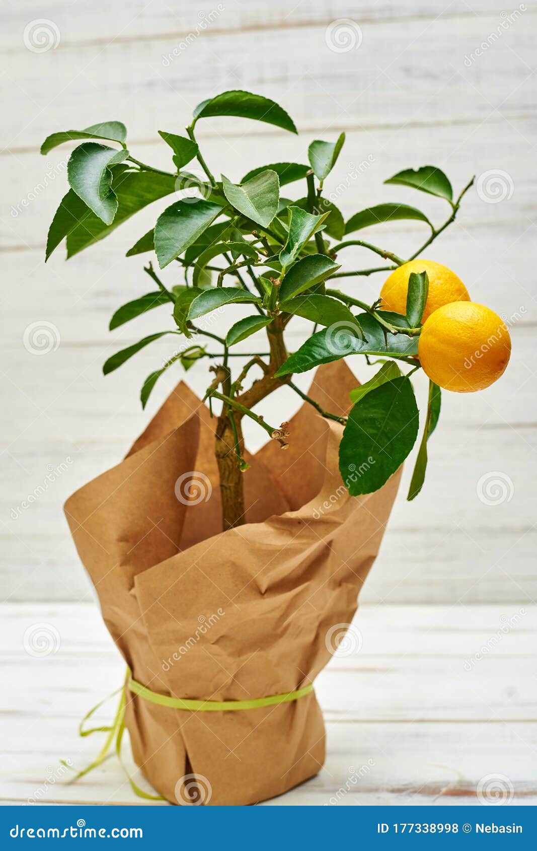 Lemon plant in a pot stock photo. Image of decorative - 177338998
