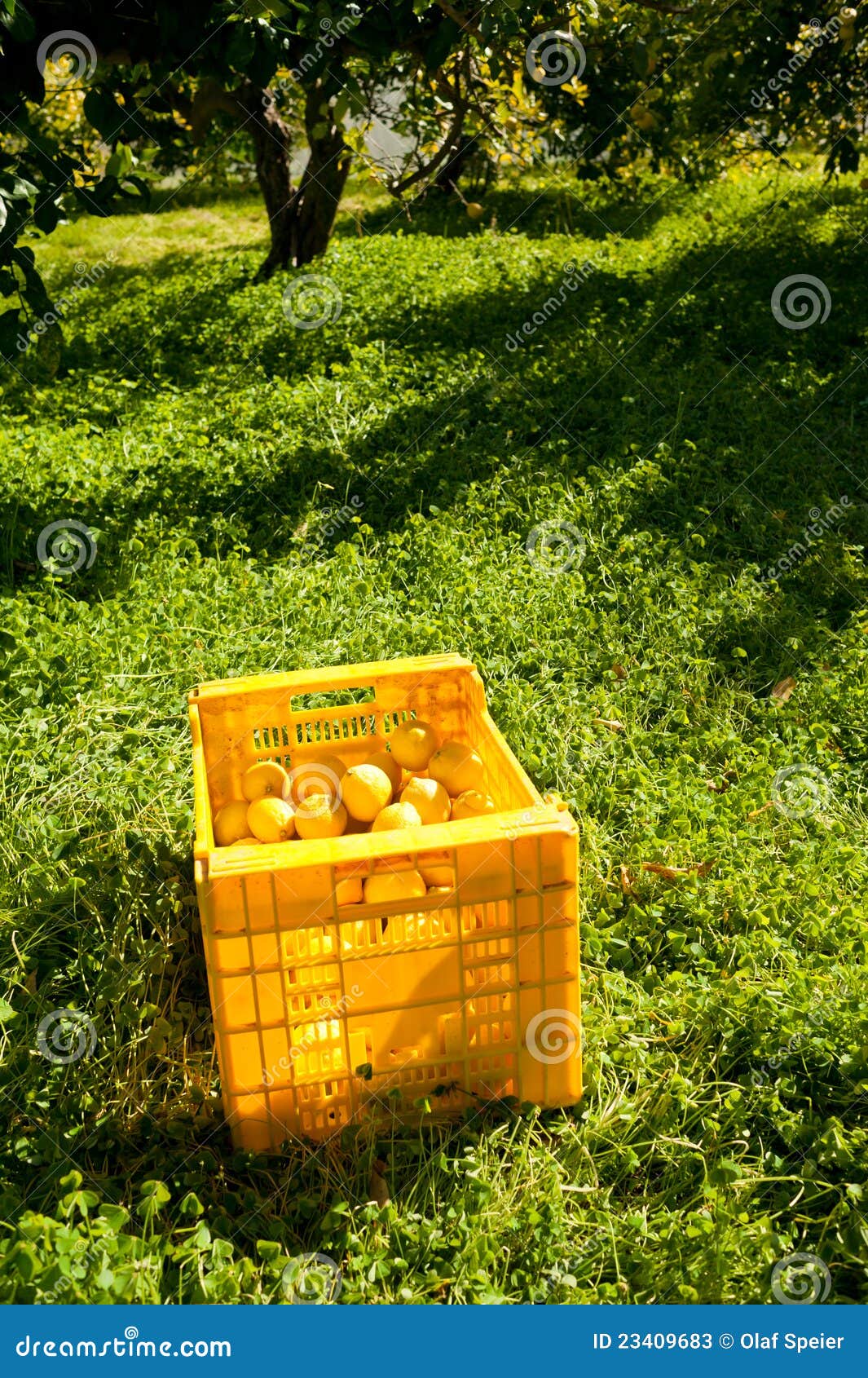 Lemon plantation stock image. Image of field, agriculture - 23409683