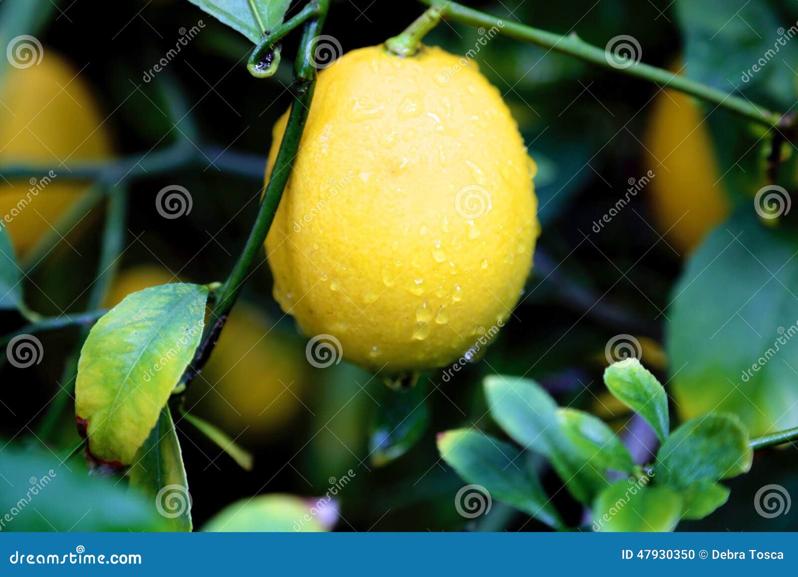 Lemon rain stock photo. Image of lemon, fruit, water - 47930350
