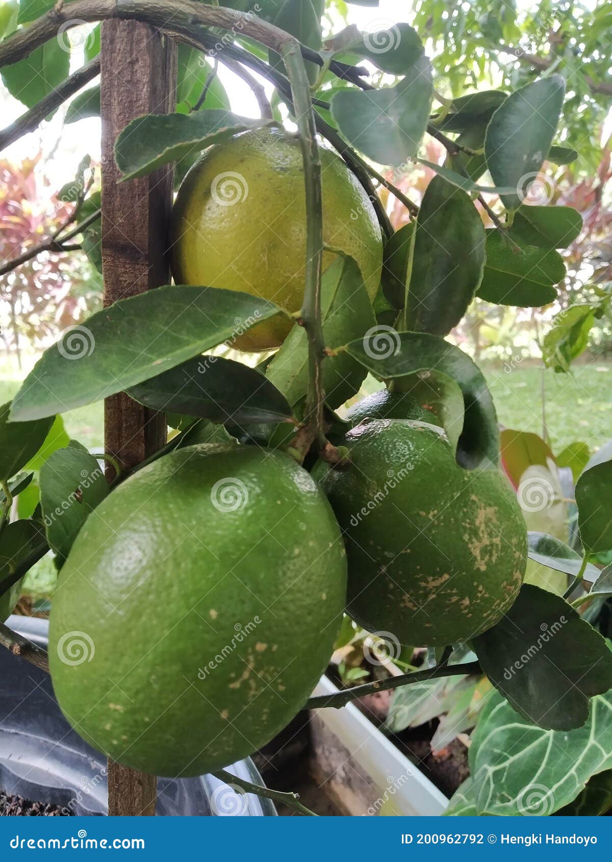 Lemon Ripe on the Tree in a Pot Stock Photo - Image of branch, dish ...