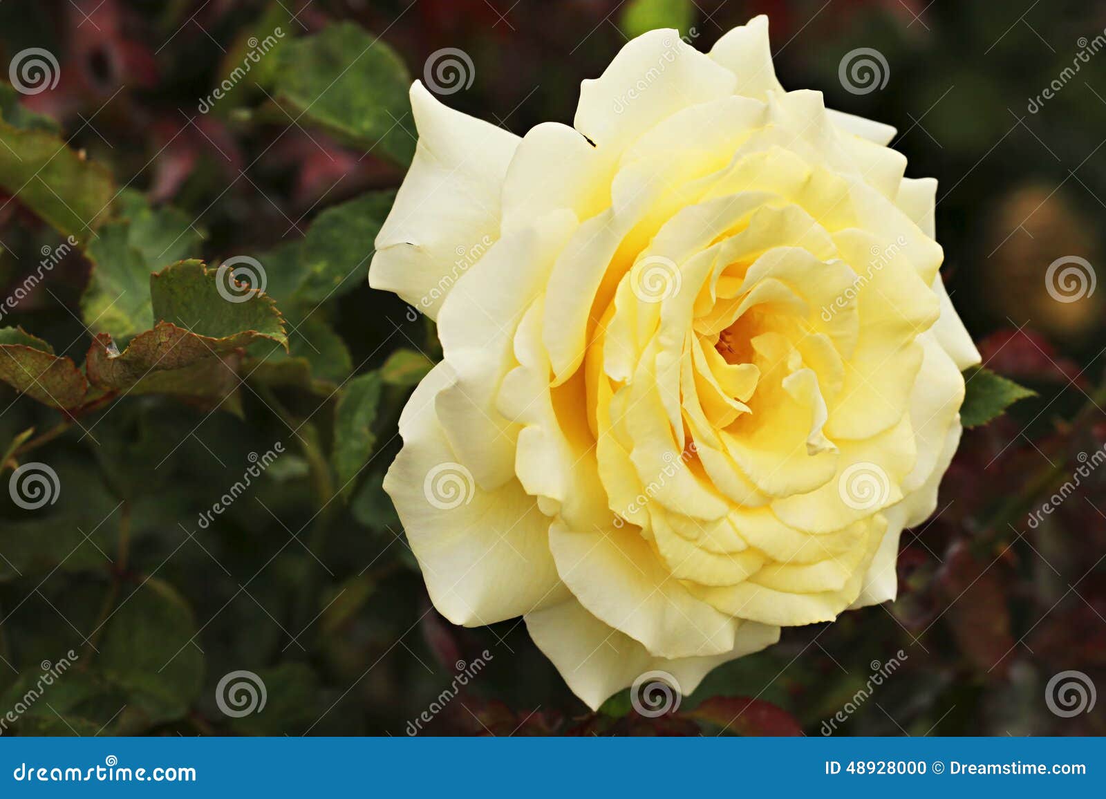 Lemon Rose stock photo. Image of floral, fantastic, bloom - 48928000