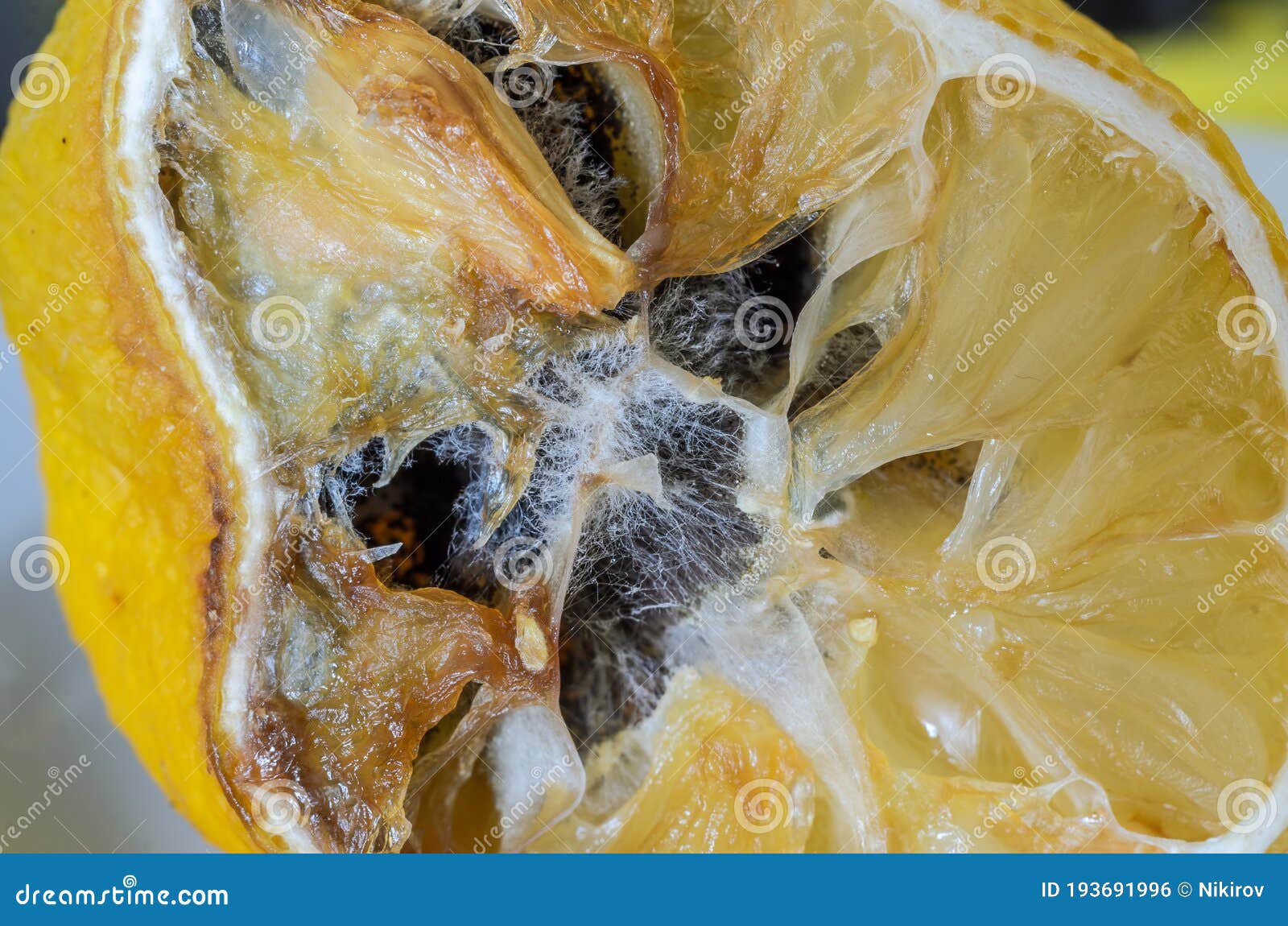 Lemon Rotten and Rotten in Mold Stock Photo - Image of green, closeup ...