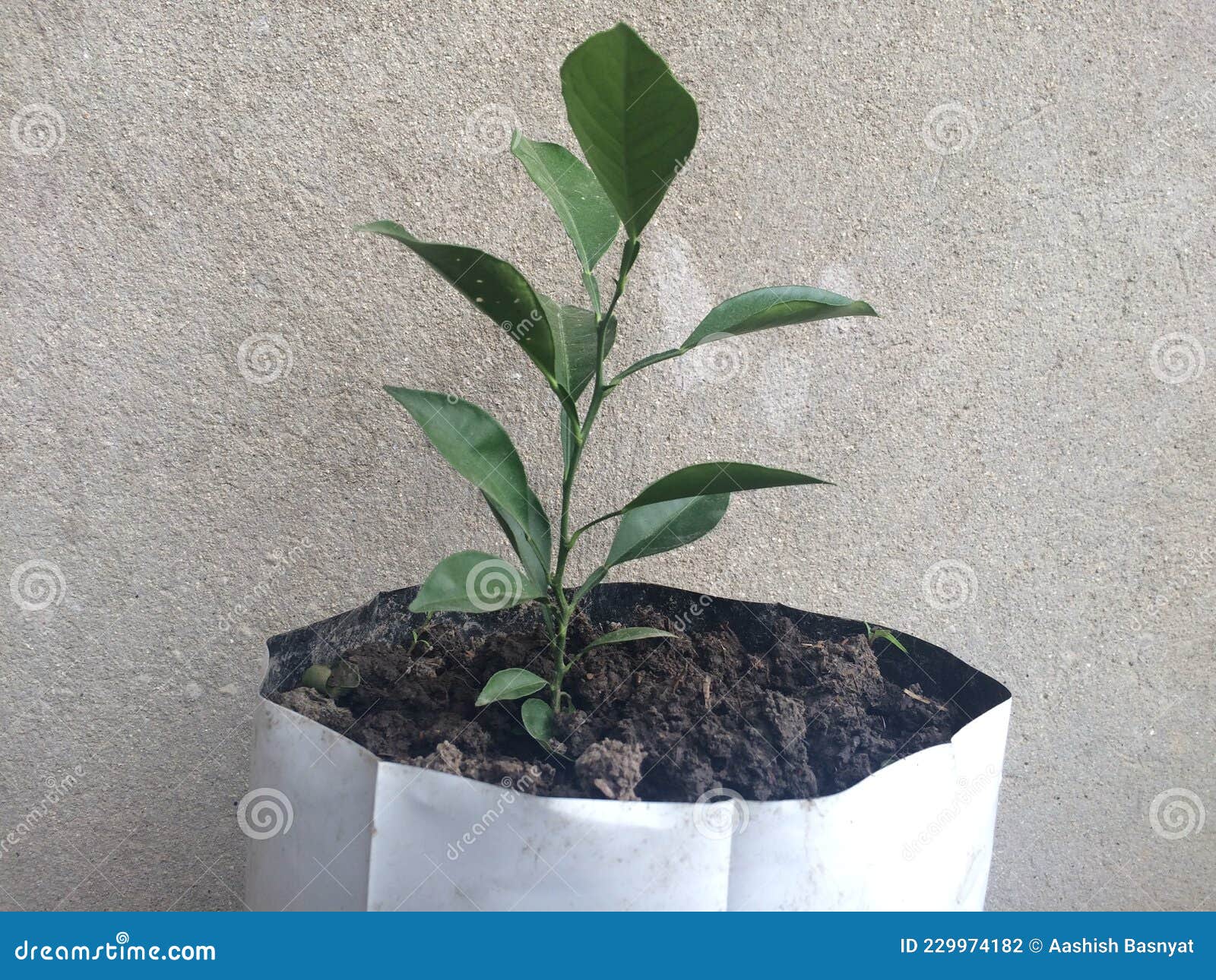 Lemon Sapling Grown in a Plastic Bag. Stock Photo - Image of outside ...
