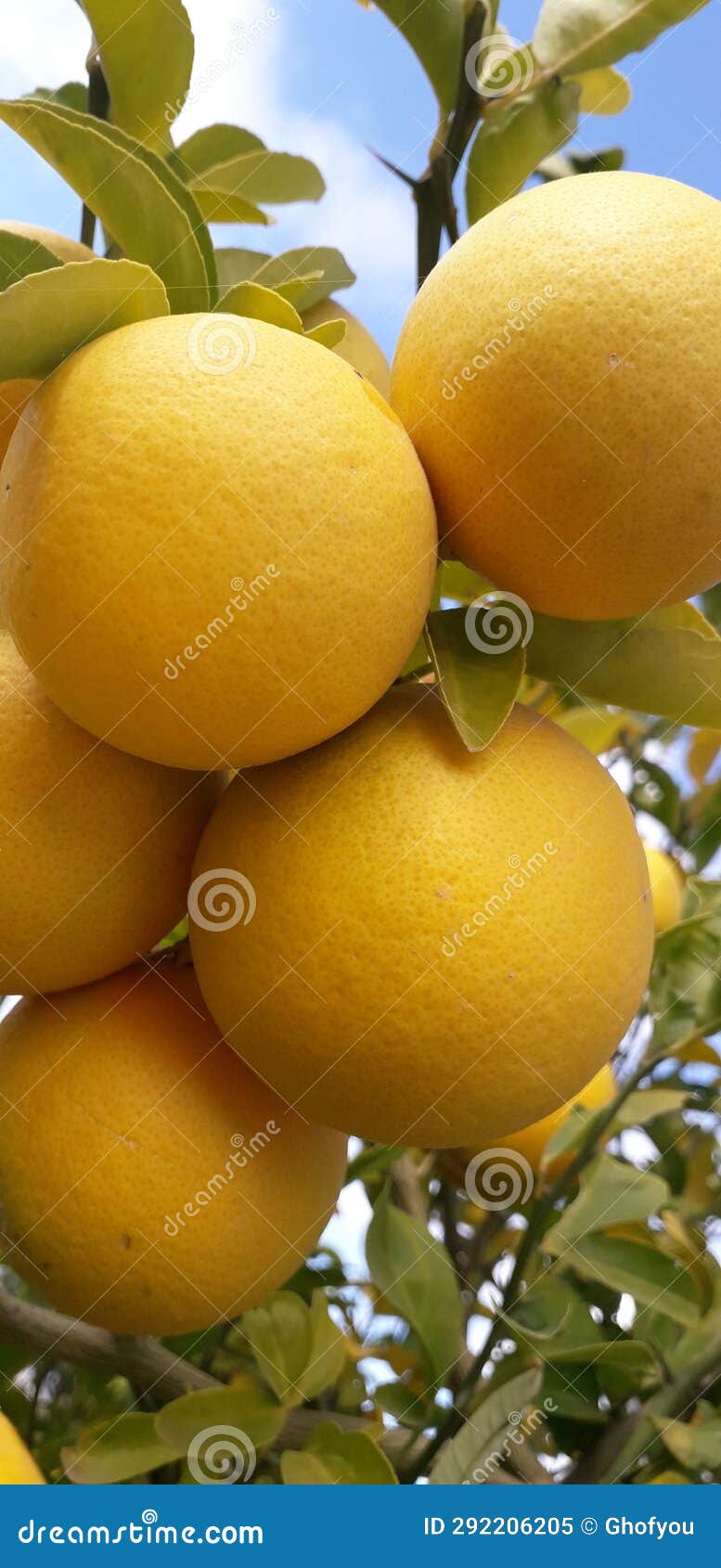Lemon Seeds on Its Branches Stock Image - Image of gourd, plant: 292206205