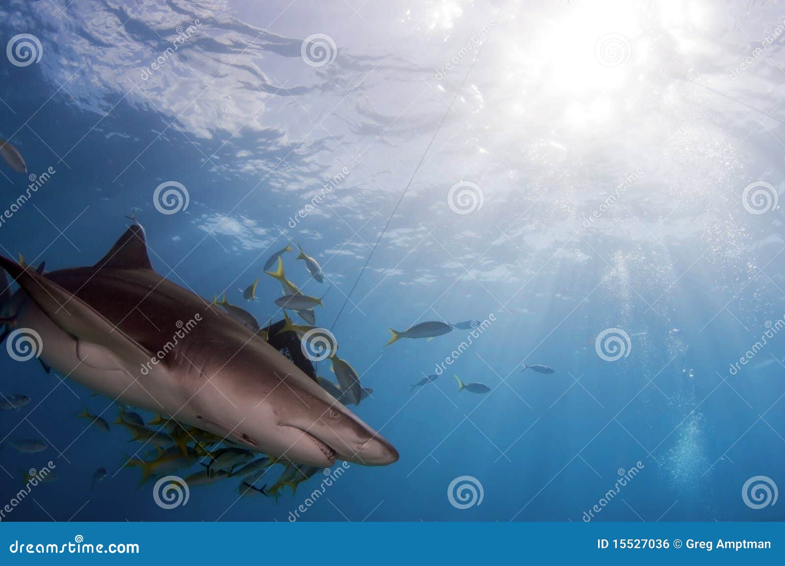 Lemon Shark stock photo. Image of caribbean, wilderness - 15527036