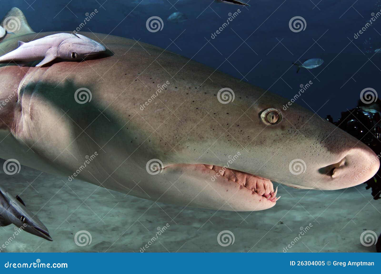 Lemon Shark Swimming Stock Photography | CartoonDealer.com #10767824