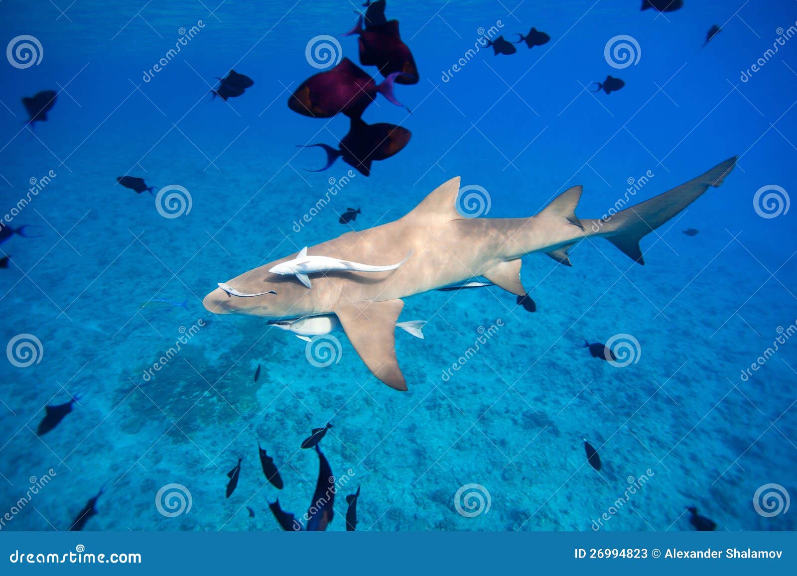Lemon shark stock image. Image of shark, saltwater, undersea - 26994823