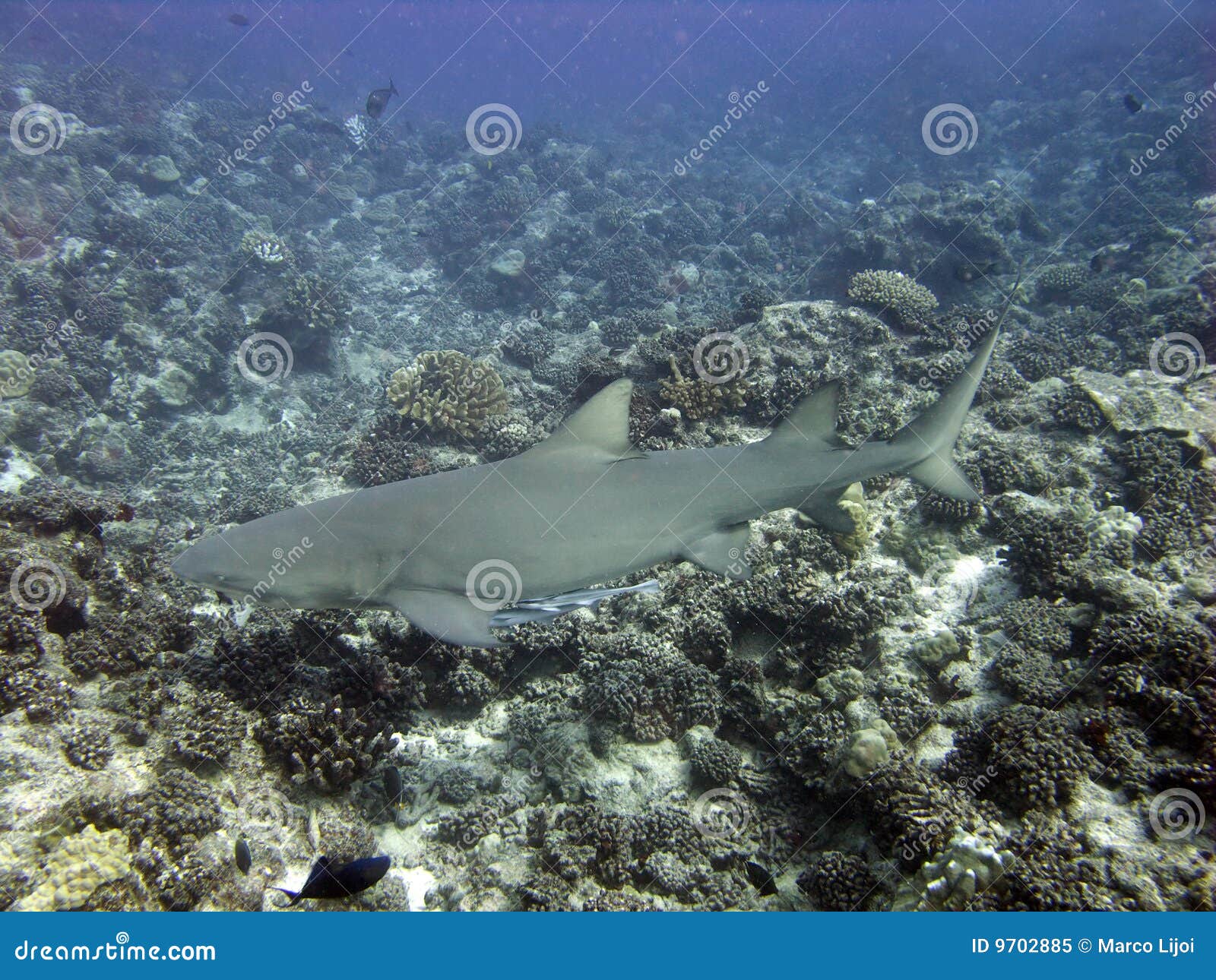 Lemon shark stock image. Image of animal, dangerous, tropical - 9702885
