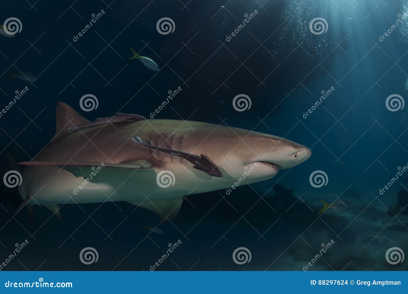 Lemon Shark stock photo. Image of caribbean, tourism - 88297624