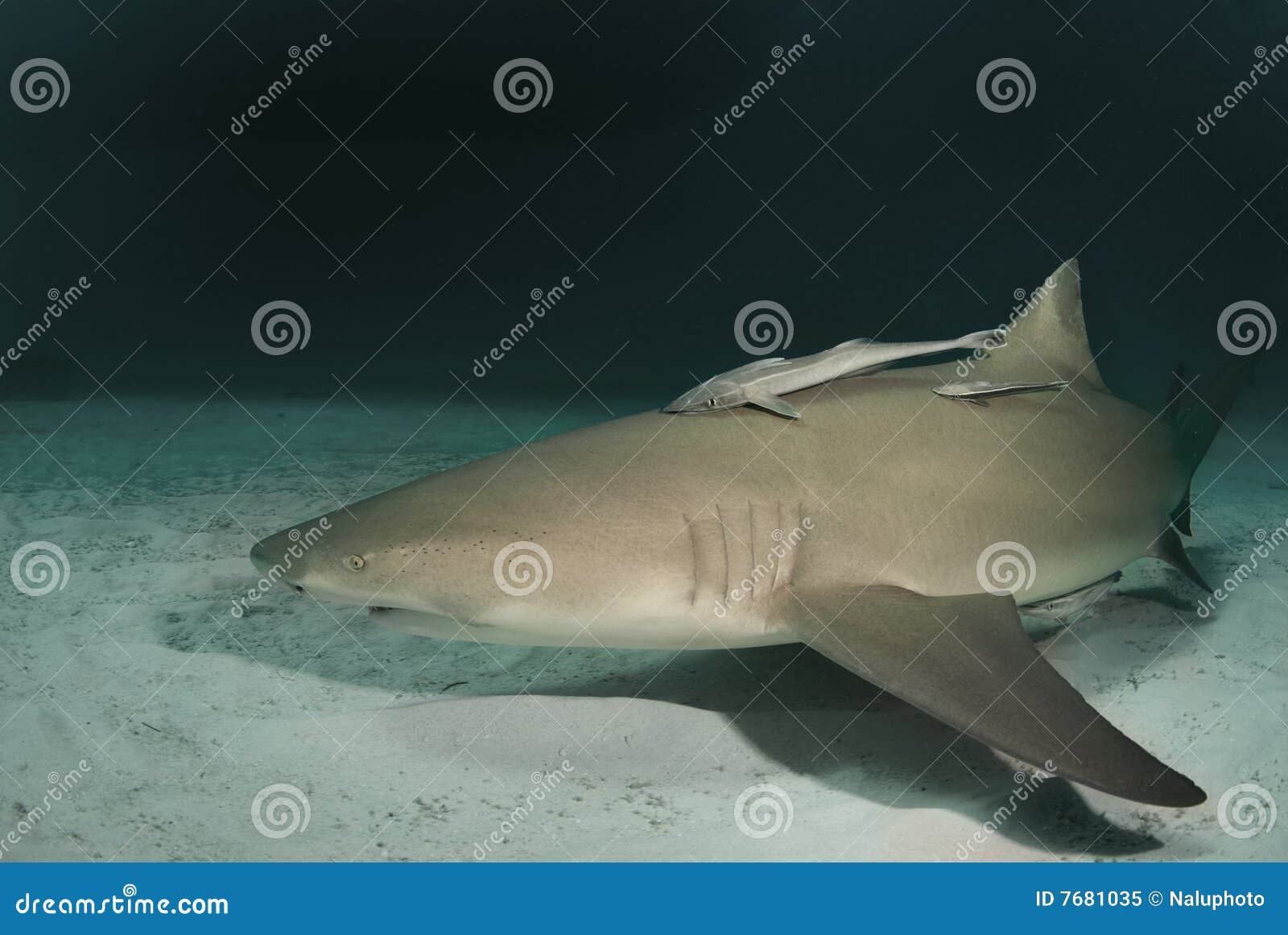 Lemon Shark at Dusk stock image. Image of swimming, seawater - 7681035