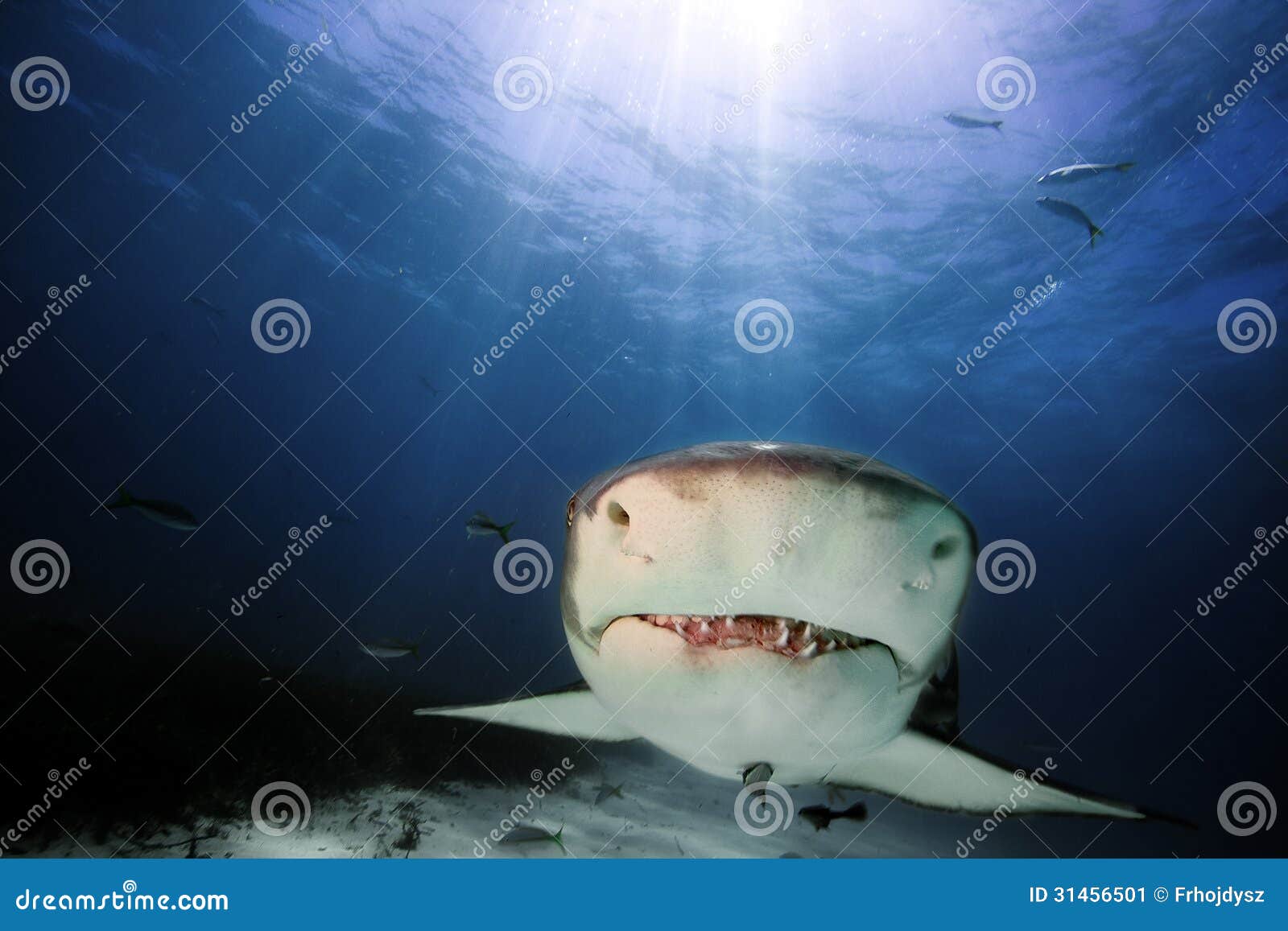 Lemon Shark Swimming Stock Photography | CartoonDealer.com #10767824