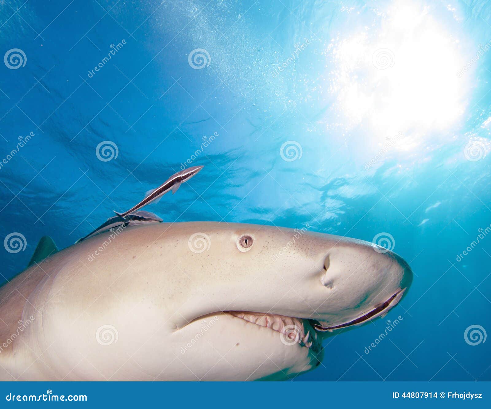 Lemon shark stock photo. Image of tooth, tropical, fish - 44807914