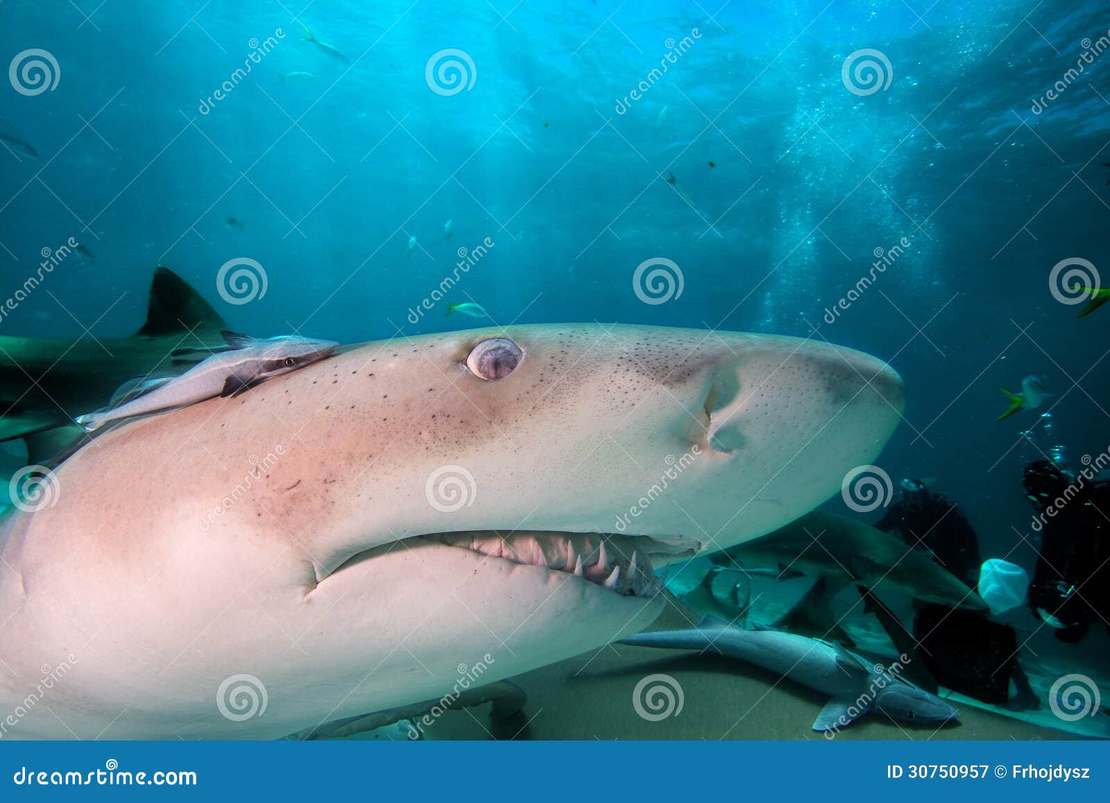 Lemon shark stock image. Image of reef, bahamas, ocean - 30750957
