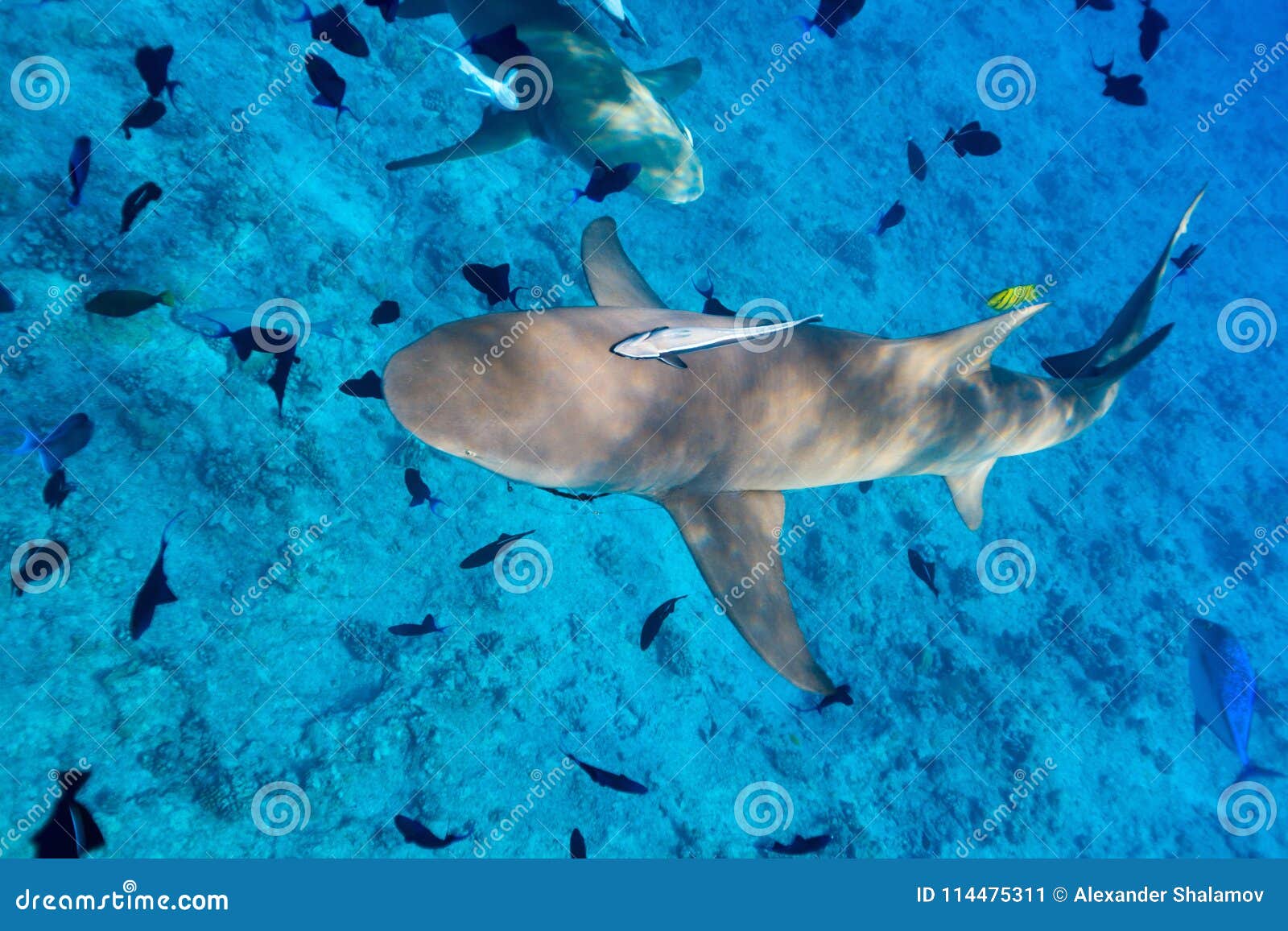 Lemon shark stock image. Image of swimming, water, seawater - 114475311