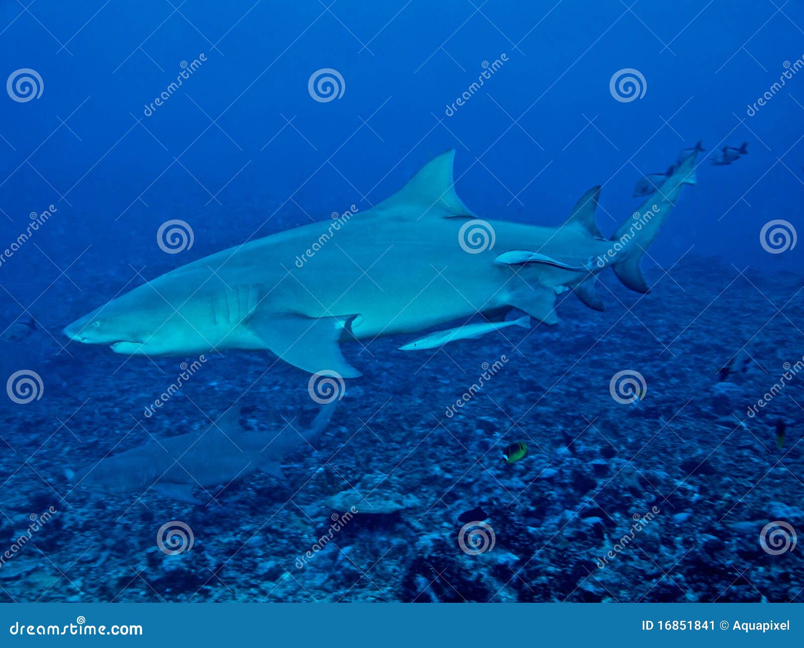 Lemon Shark (Negaprion Brevirostris) Stock Image - Image of tahiti ...