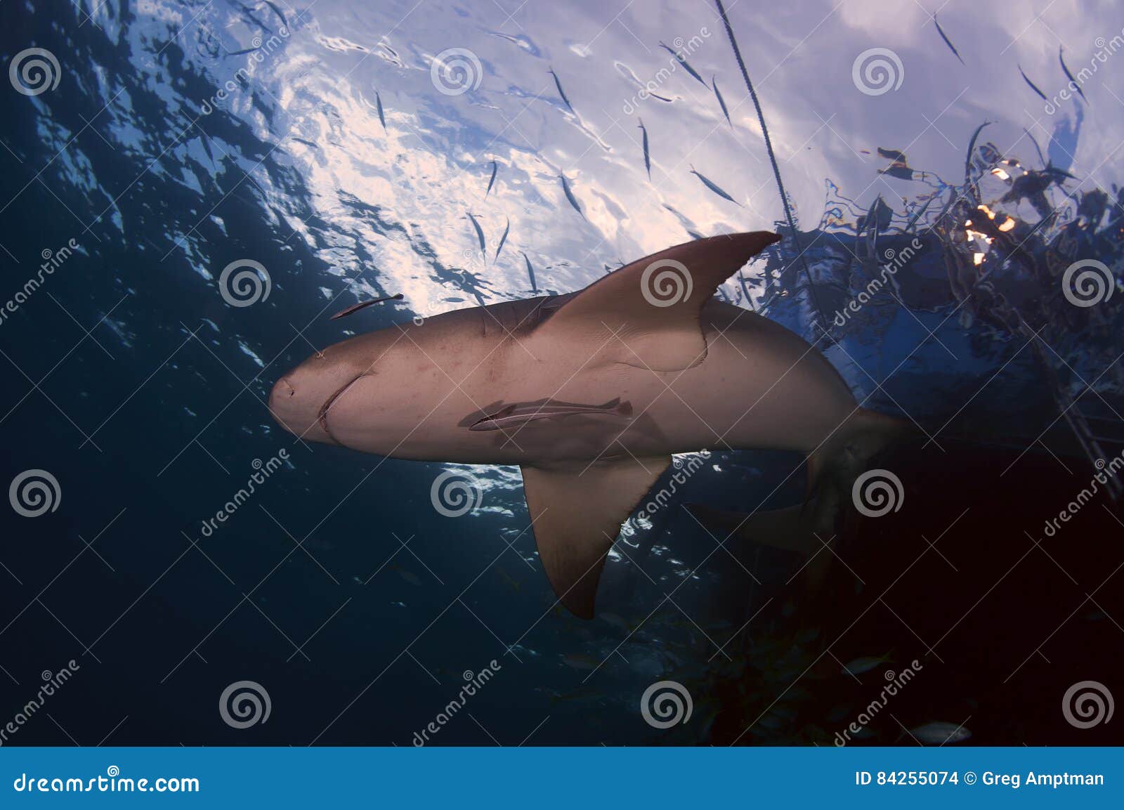 Lemon Shark stock photo. Image of scuba, undersea, surface - 84255074