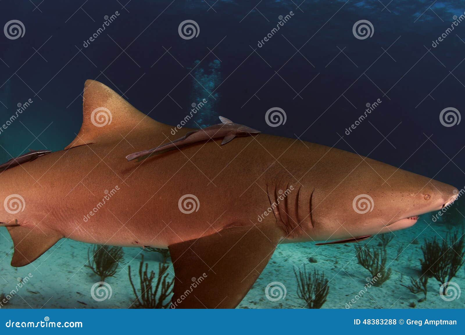 Lemon Shark stock photo. Image of eater, extreme, tropical - 48383288
