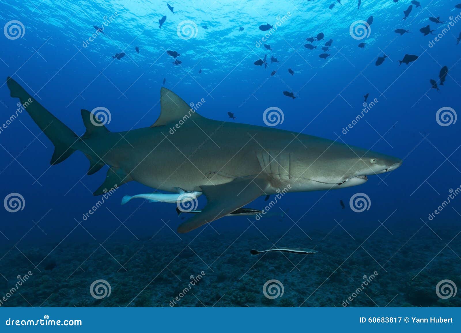 LEMON SHARK stock image. Image of lemon, sharks, wildlife - 60683817