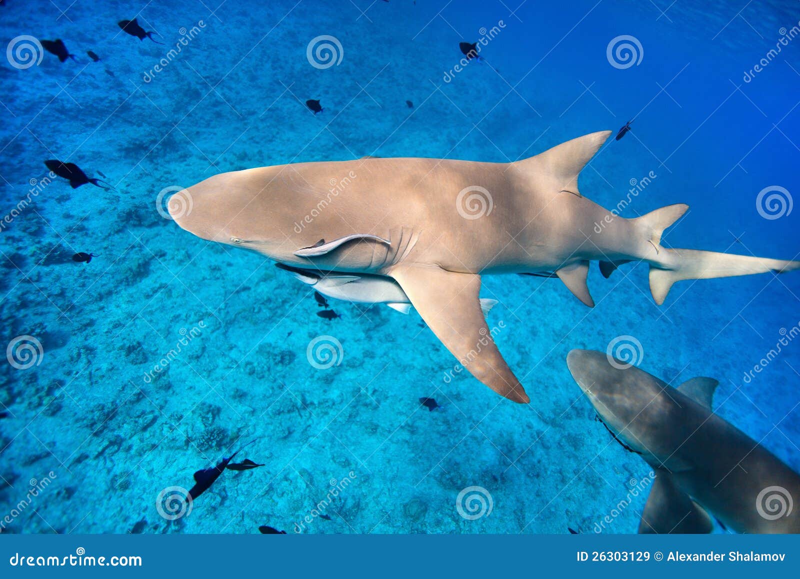 Lemon sharks stock image. Image of dangerous, ocean, tropical - 26303129