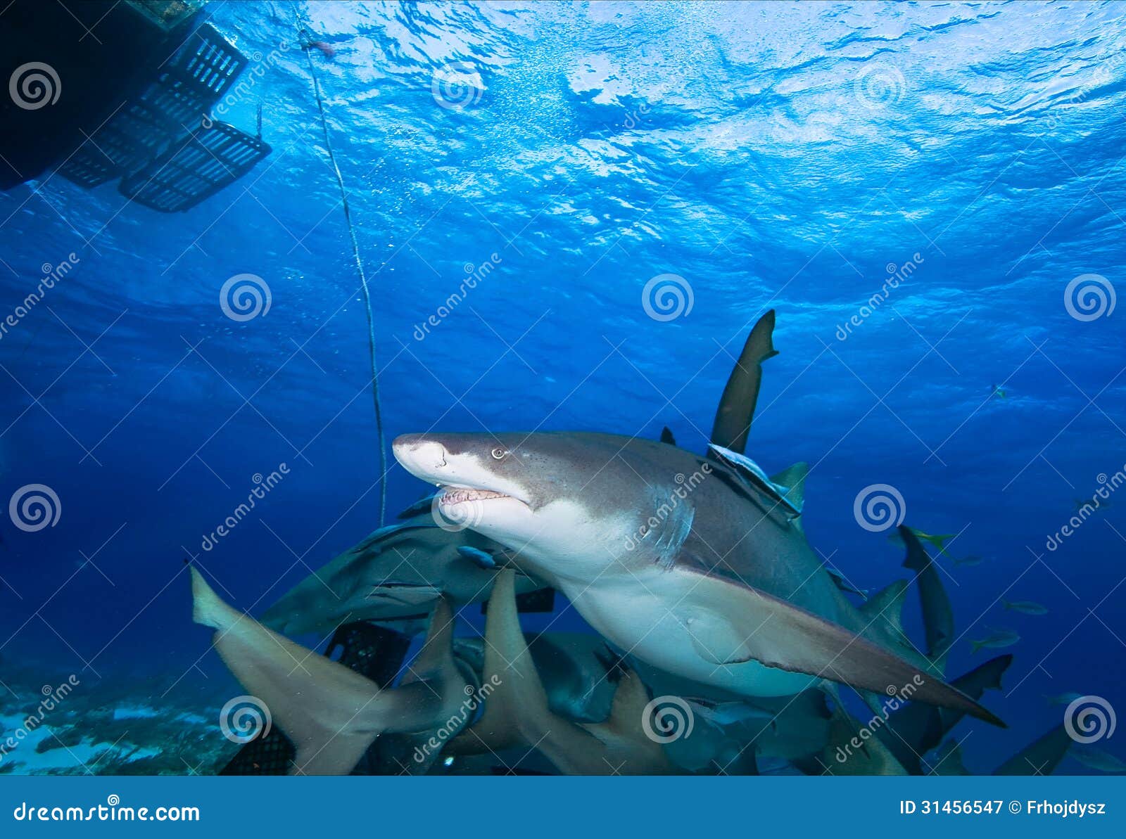 Lemon sharks stock image. Image of bottom, australia - 31456547