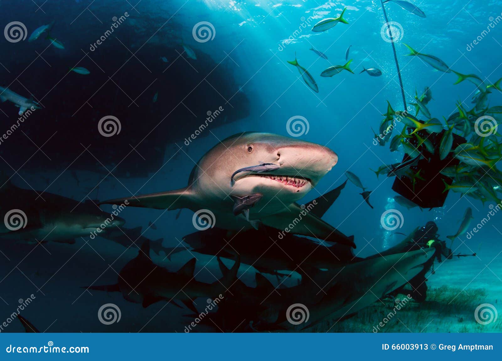 Lemon Sharks stock image. Image of marine, fish, life - 66003913