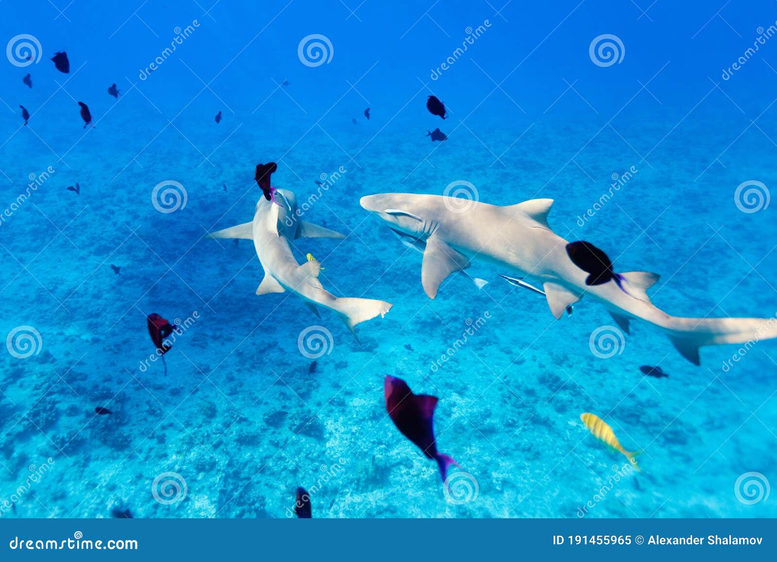 Lemon sharks stock image. Image of marine, water, lemon - 191455965
