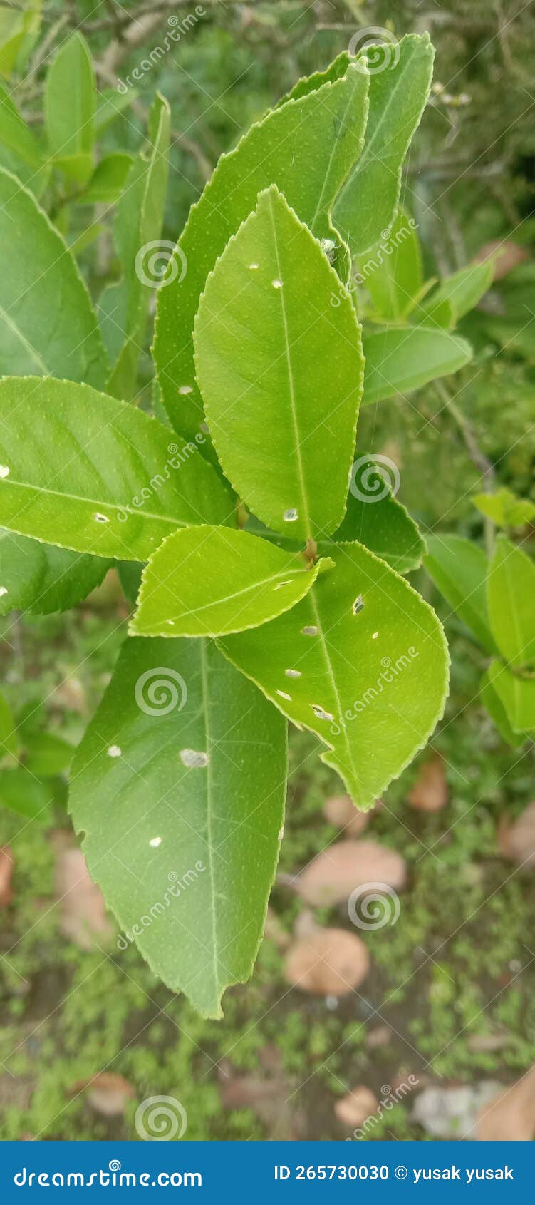 Lemon shoots stock photo. Image of deciduous, blossom - 265730030