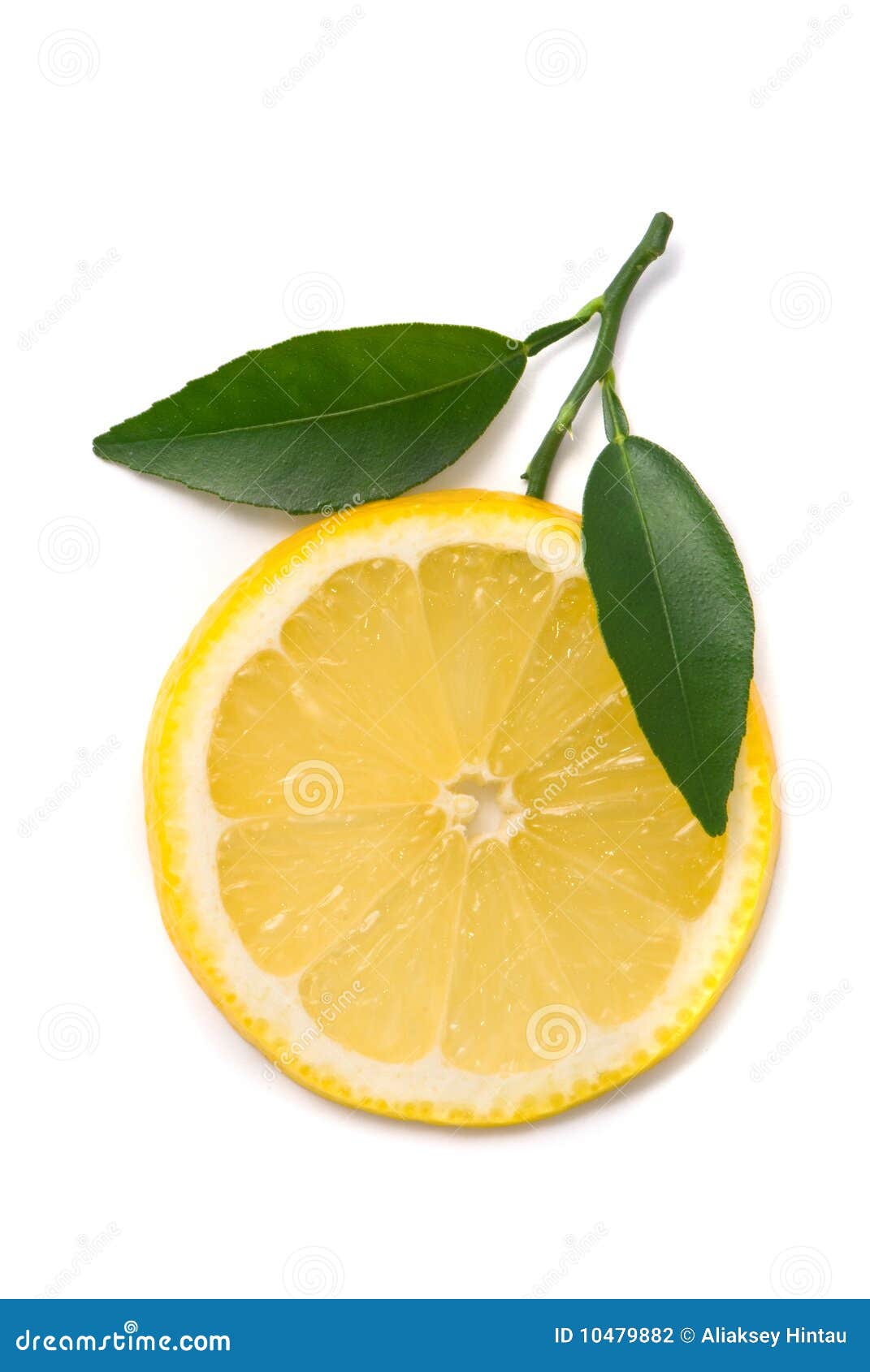 Fresh Leaves Of A Khat Or Qat Bush, Catha Edulis Stock Photo ...