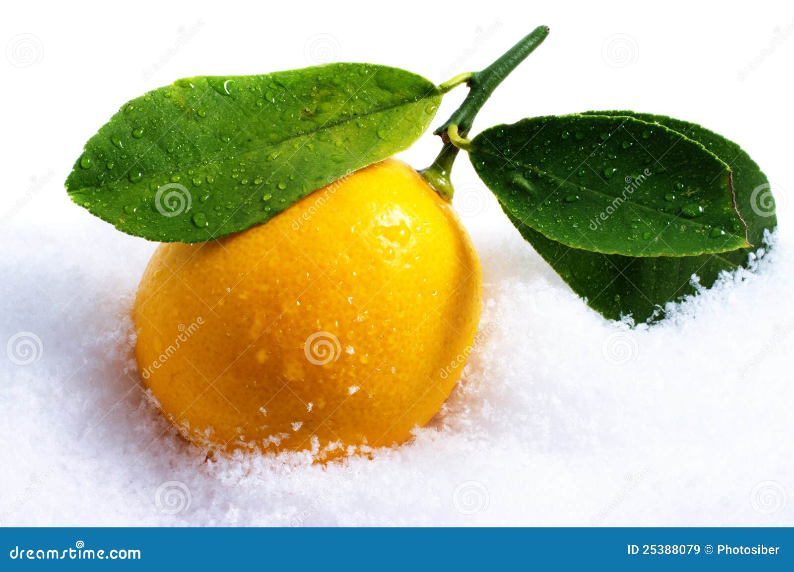 Lemon in the snow stock image. Image of yellow, cool - 25388079