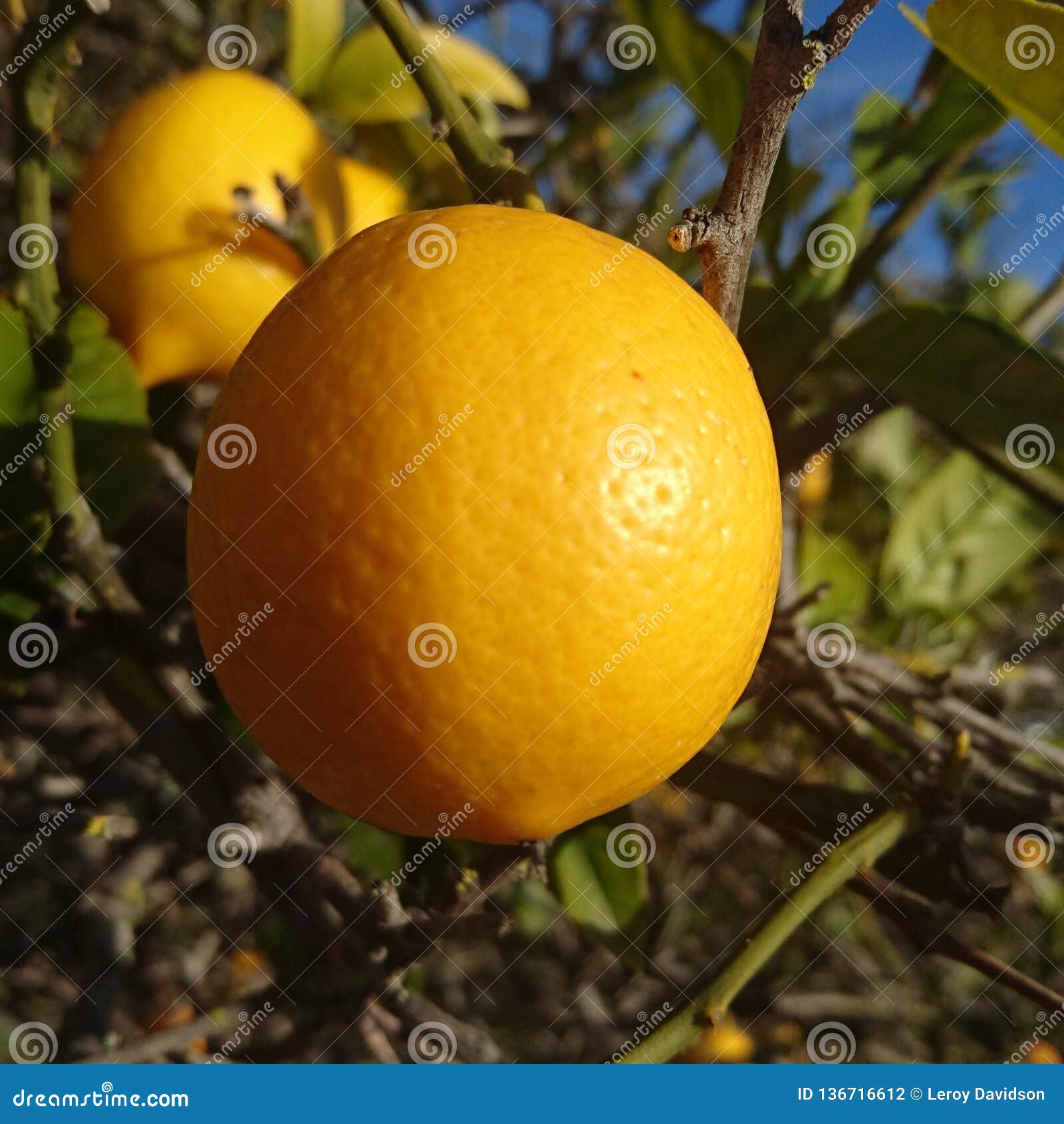 Lemon Sunshine stock photo. Image of fruit, lemon, beauty - 136716612
