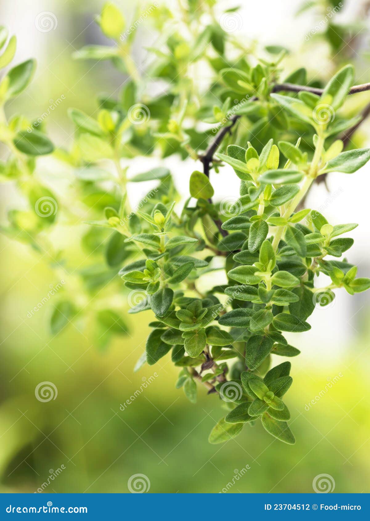 Lemon Thyme Leaves From The Herb Garden. Thymus Citriodorus Or Lemon ...