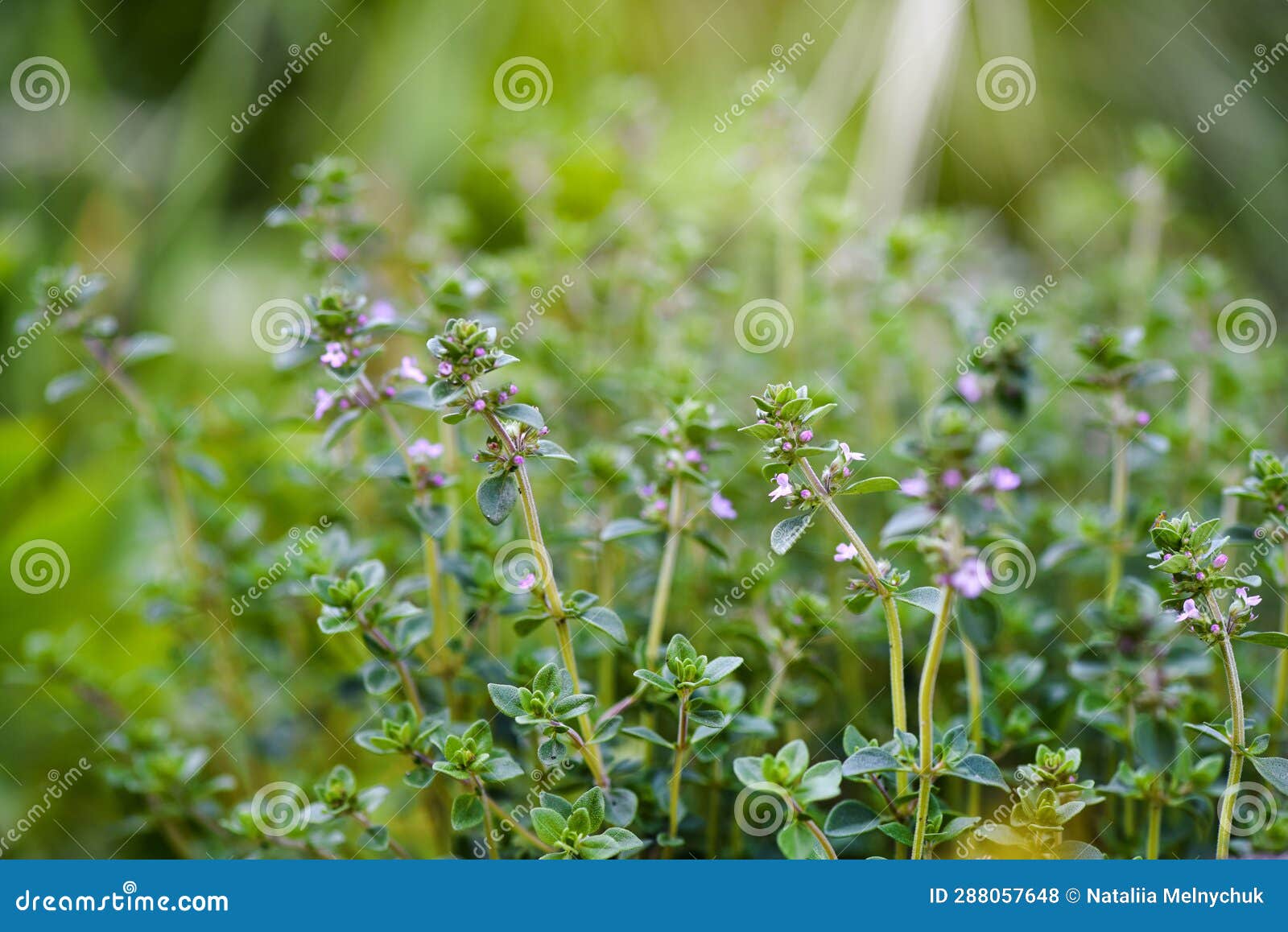 Lemon Thyme Small Flowers (Thymus Citriodorus) Stock Photo - Image of ...