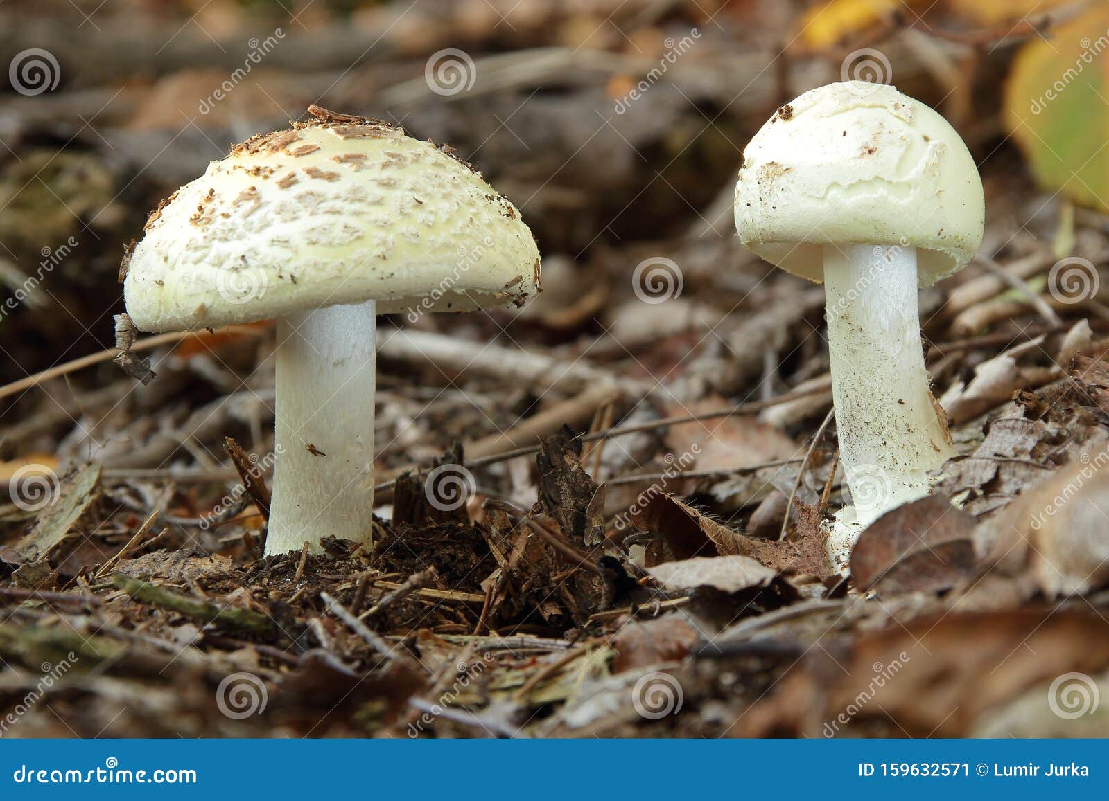 Lemon Toadstool Growing in the Forest Stock Image - Image of autumn ...