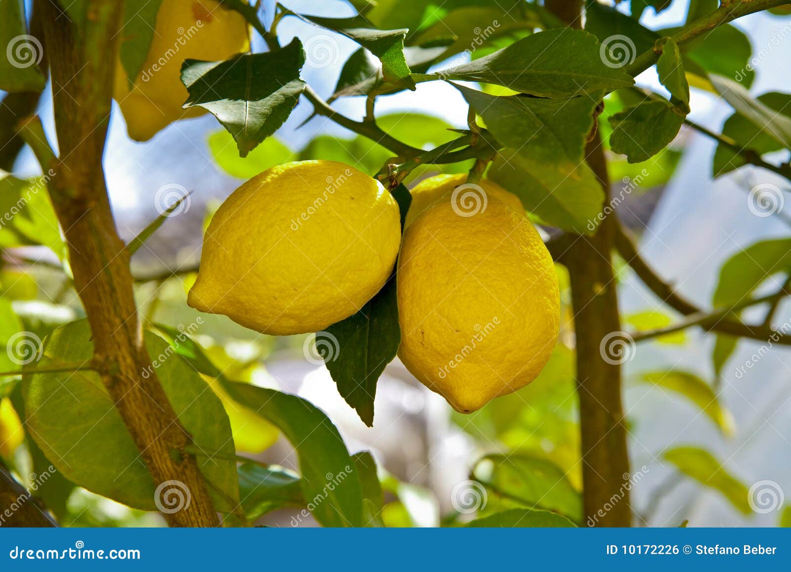 Lemon tree stock photo. Image of leaves, lemon, healthy - 10172226