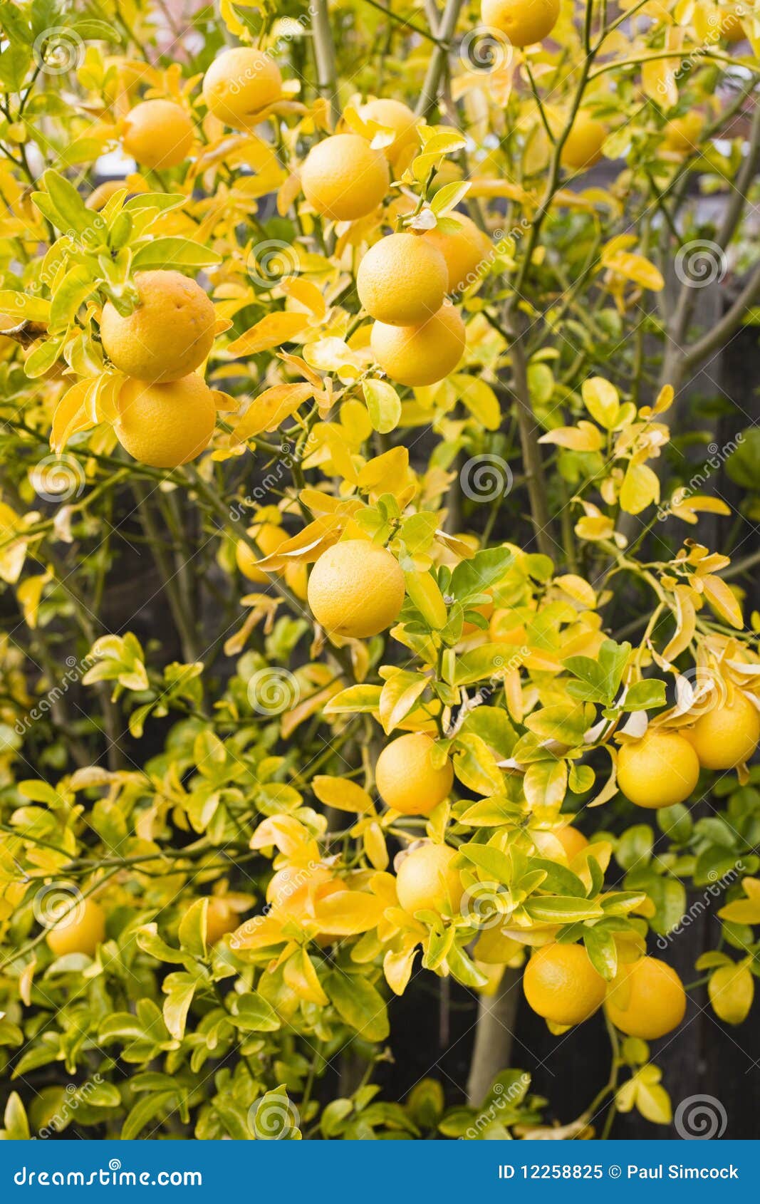 Lemon Tree stock image. Image of leaves, growth, circles - 12258825