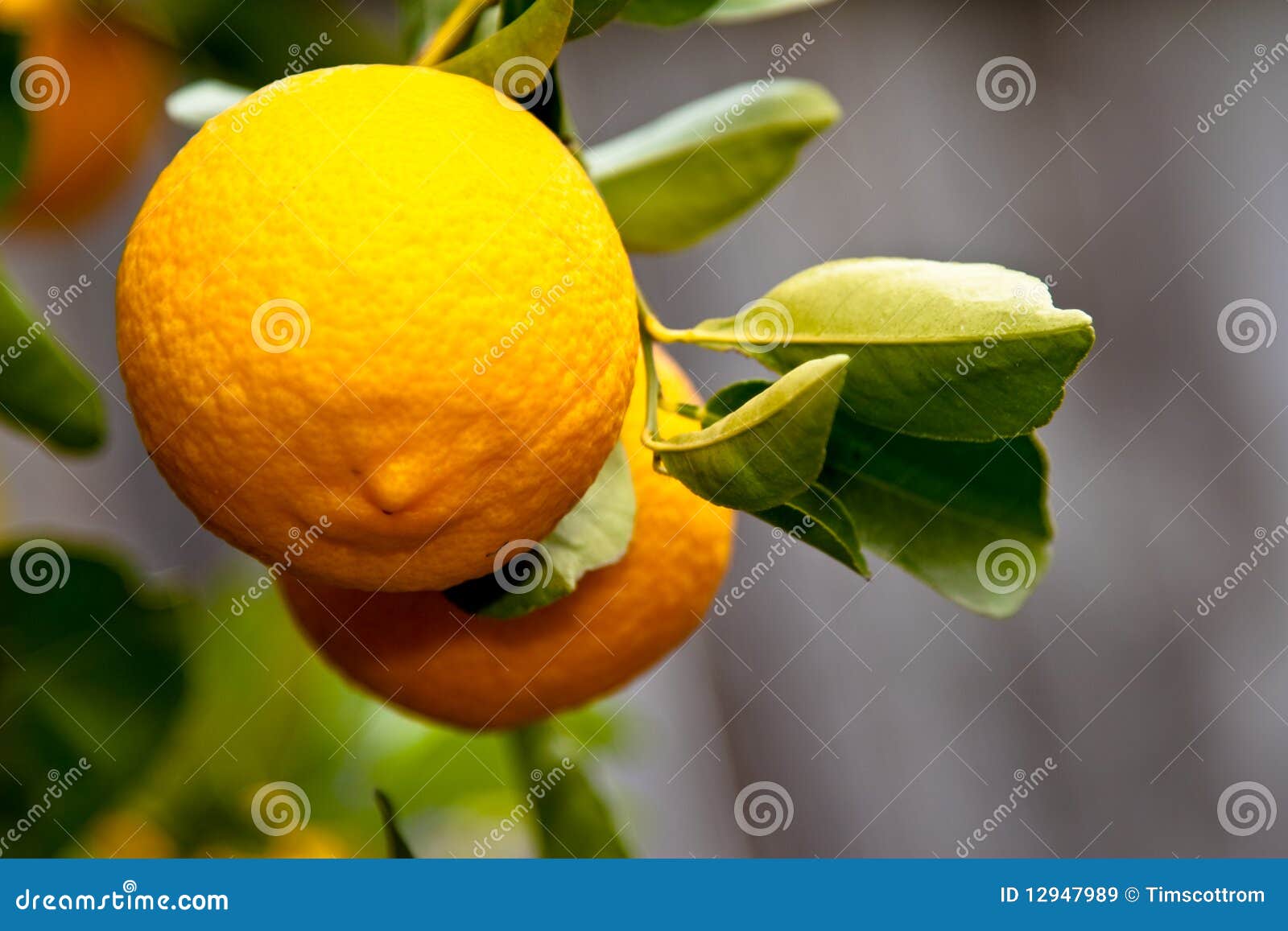 Lemon on tree stock image. Image of agriculture, background - 12947989
