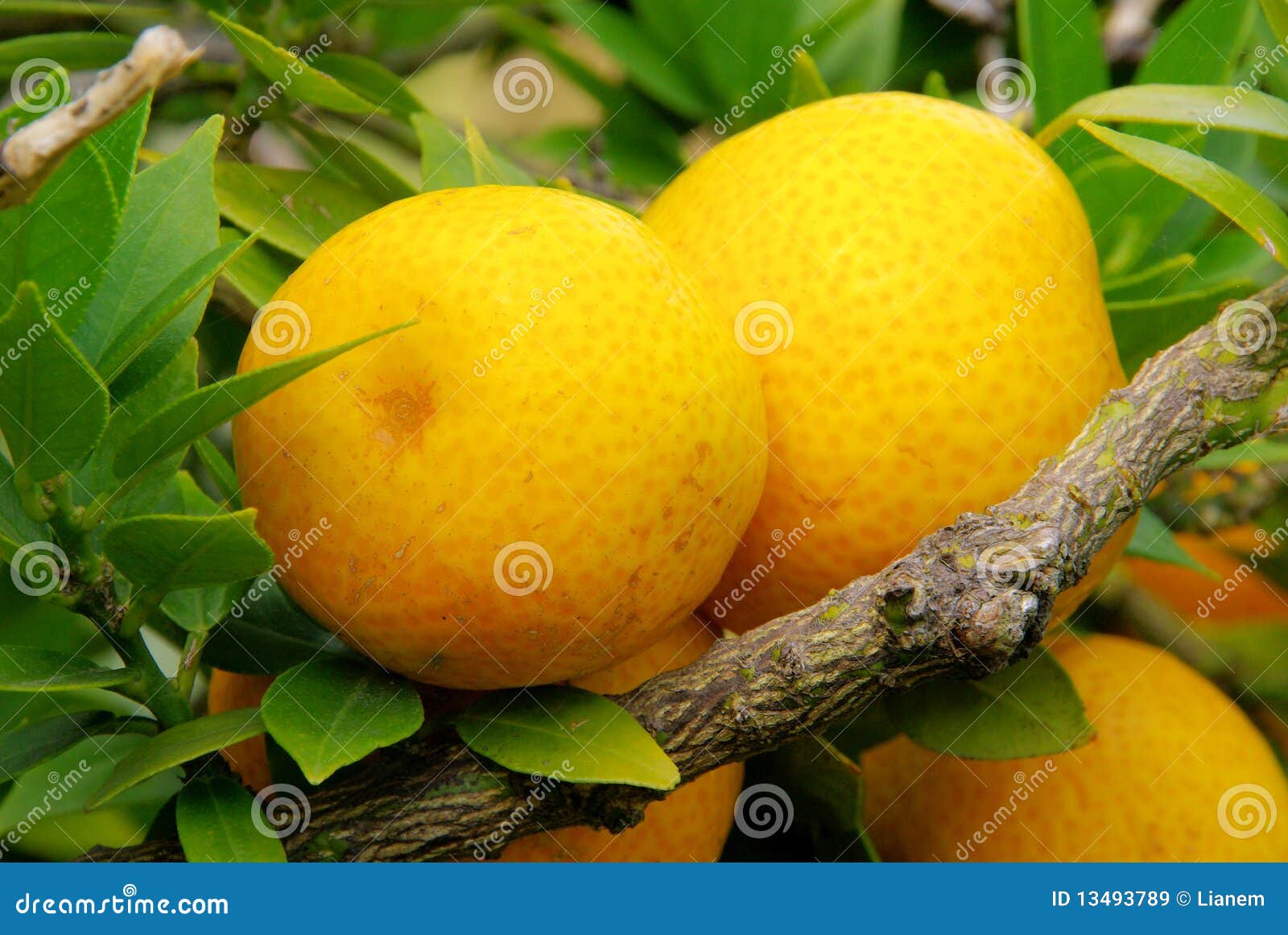 Lemon on tree stock image. Image of fresh, tropic, ecology - 13493789