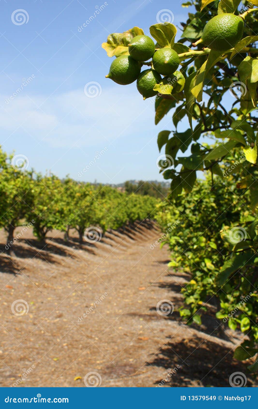 Lemon Tree stock image. Image of grove, green, field - 13579549