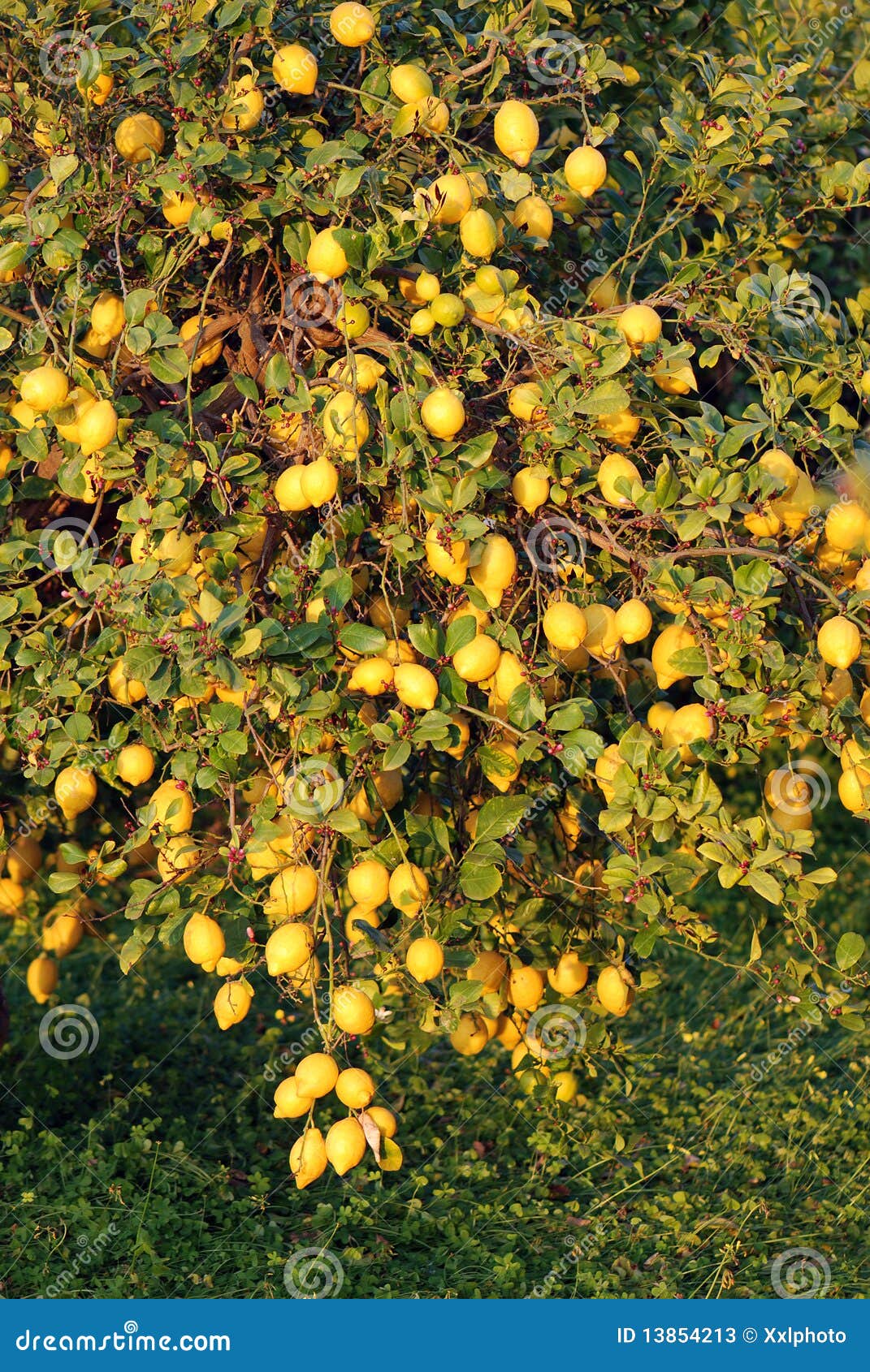 Lemon tree stock image. Image of spain, appetizing, fruity - 13854213