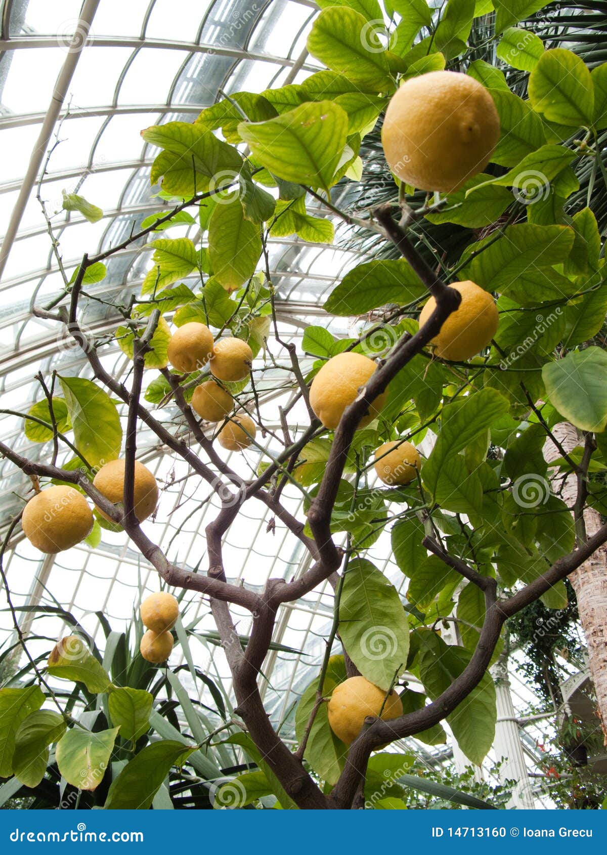 Lemon tree stock photo. Image of fruit, citrus, greenhouse - 14713160