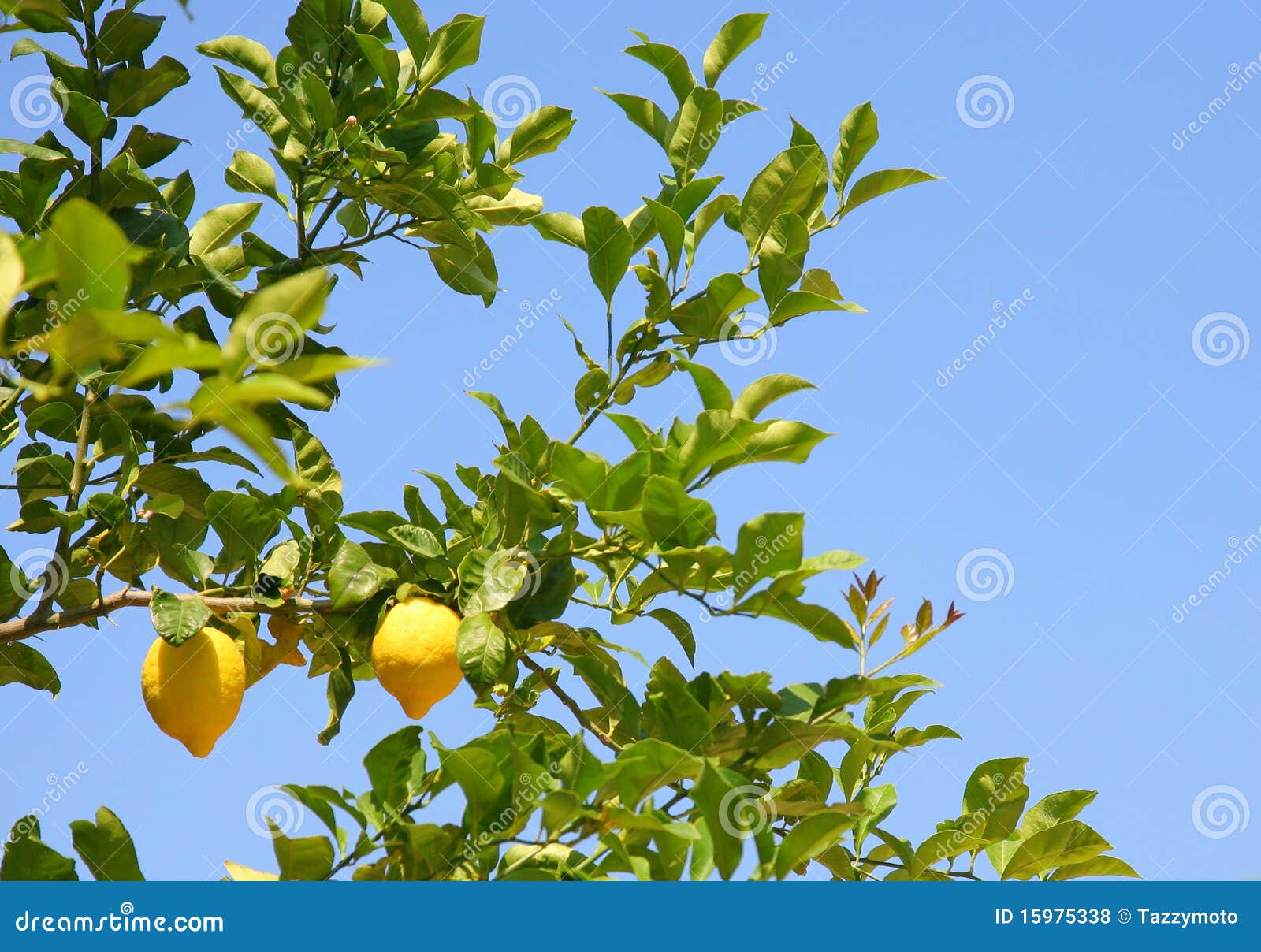 Lemon tree stock photo. Image of closeup, nature, plant - 15975338