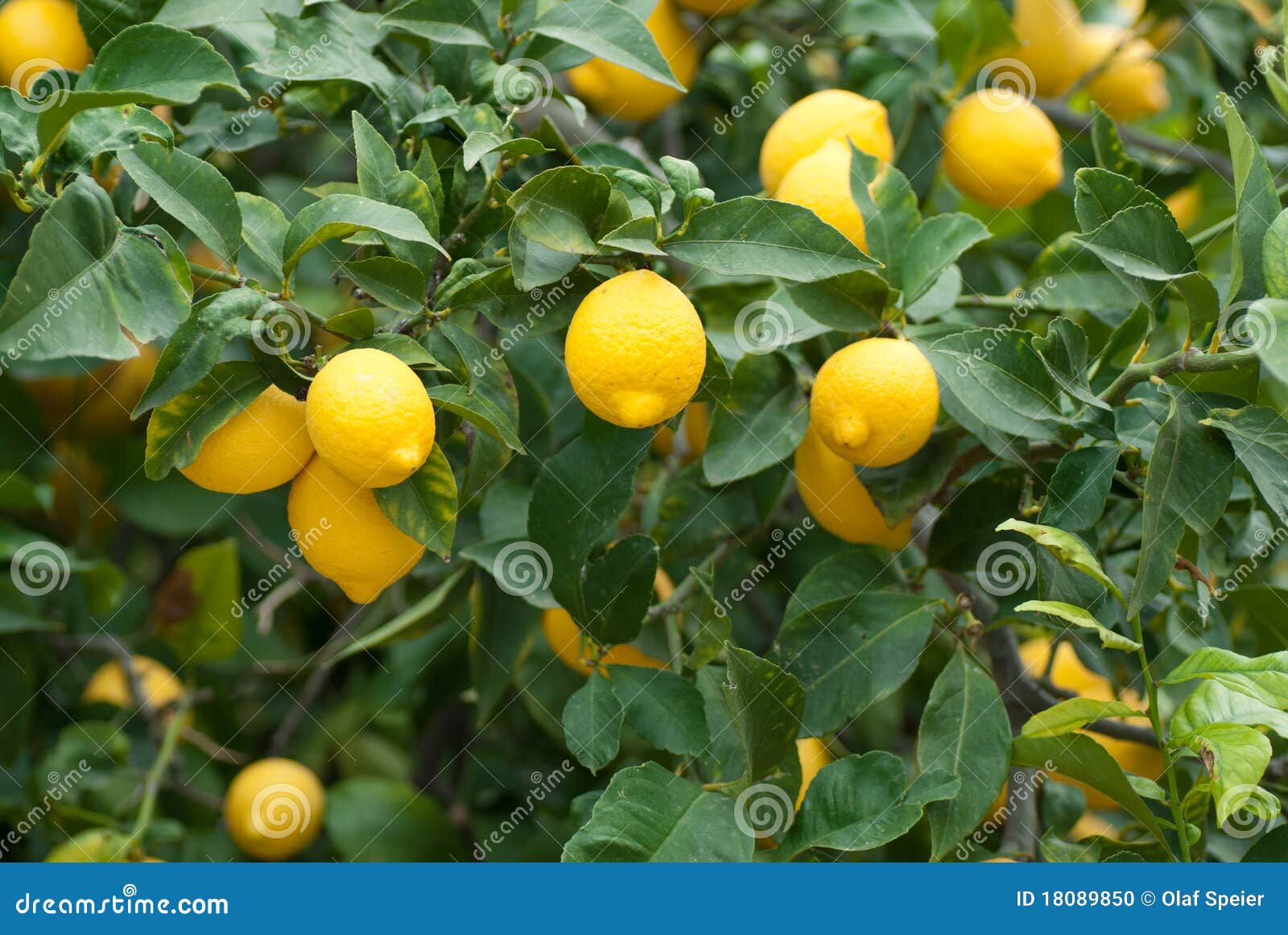 Lemon tree stock photo. Image of grove, branch, loaded - 18089850