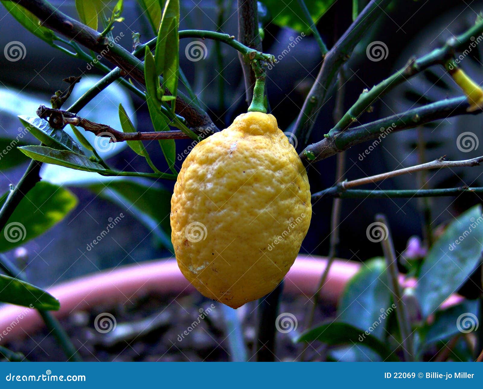 Lemon Tree stock image. Image of fruit, yummy, tasty, food - 22069