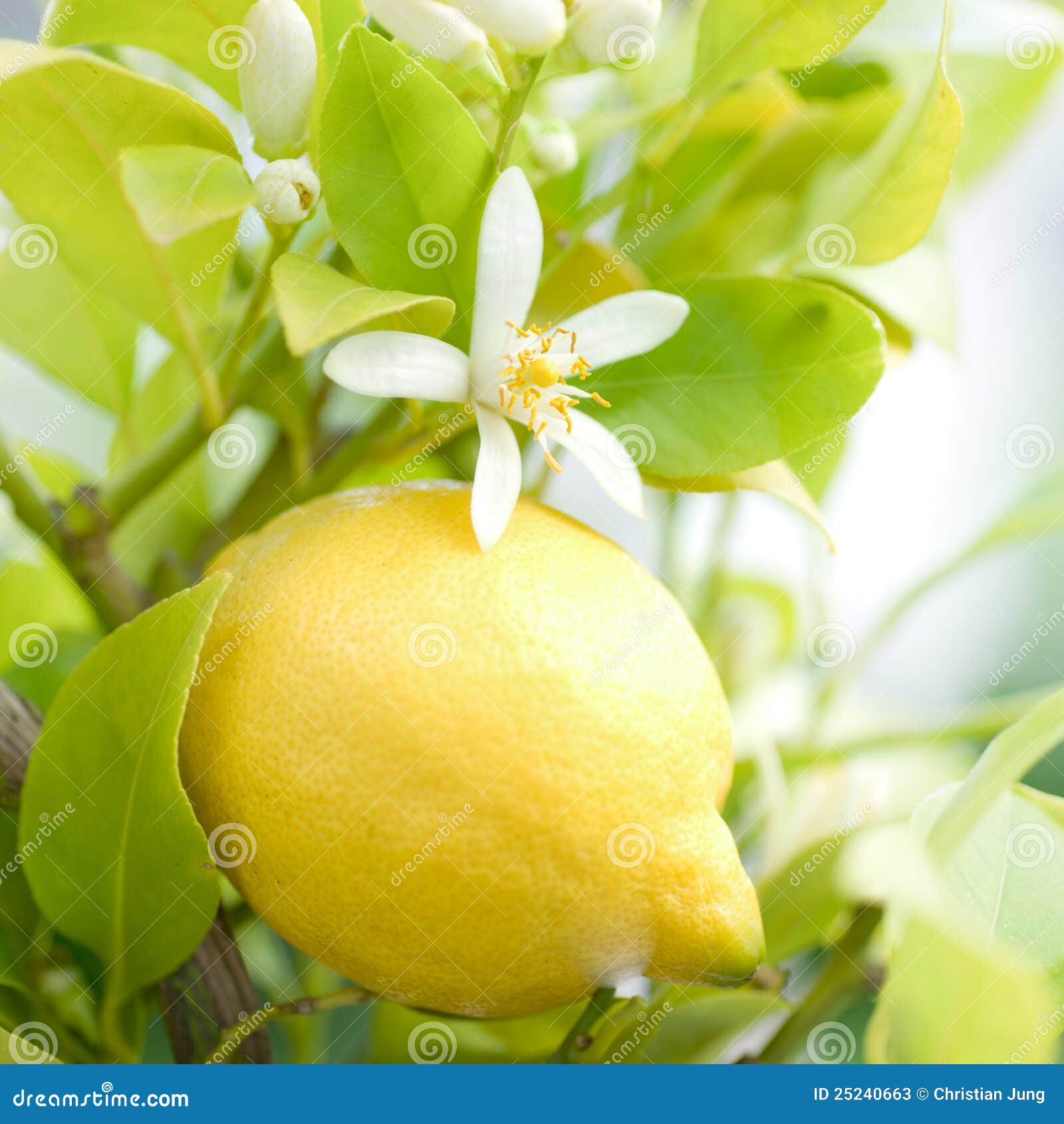 Lemon tree stock image. Image of harvest, nutrition, organic - 25240663