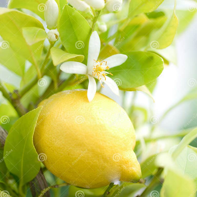 Lemon tree stock image. Image of harvest, nutrition, organic - 25240663