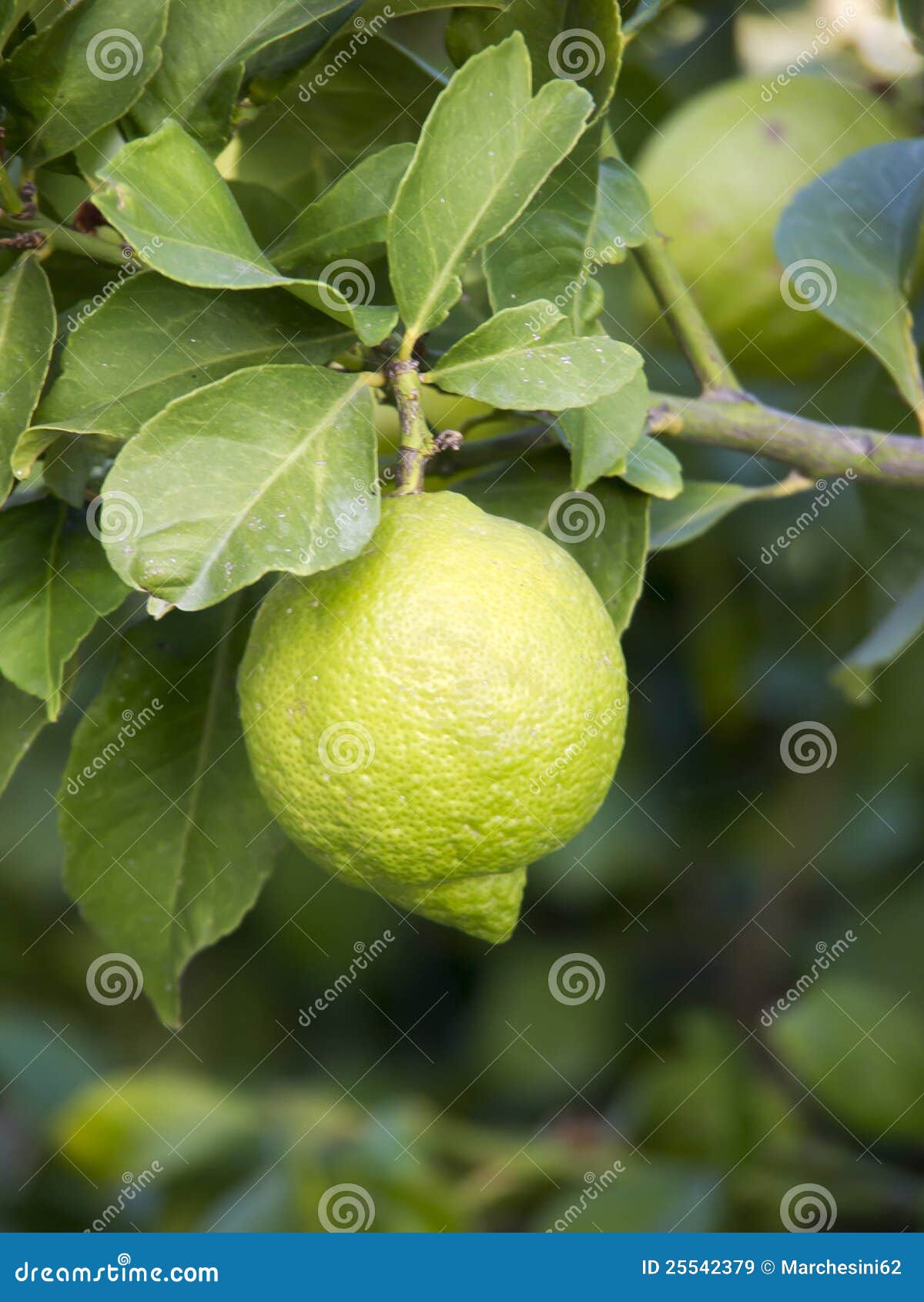 Lemon on tree stock image. Image of exotic, citrus, fresh - 25542379